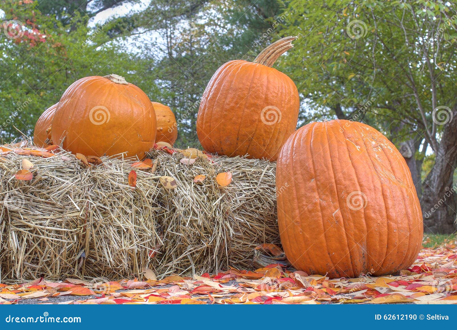 Halloween Pumpkins and Haystacks Stock Photo - Image of harvest, garden ...