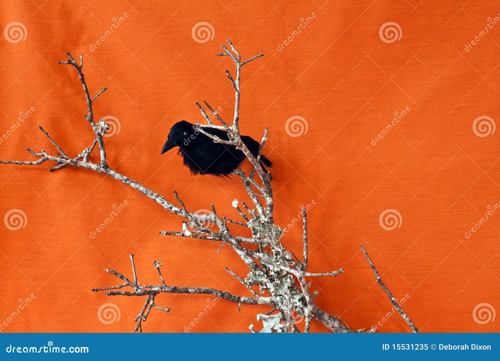 Halloween Raven on a Dead Branch Stock Image - Image of limb, celebrate ...