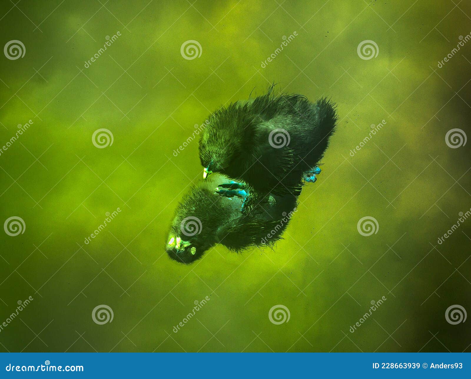 Halloween Scary Chicken with Reflection Stock Image - Image of ...