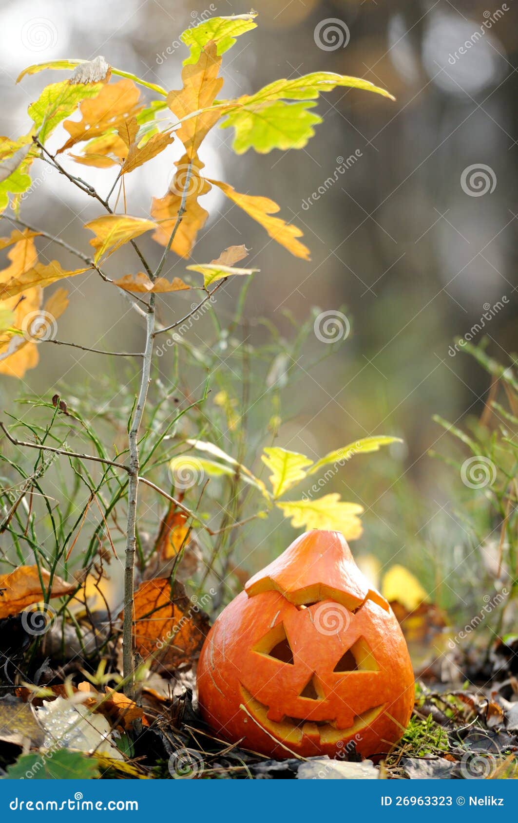 Halloween Scary Pumpkin in Autumn Forest Stock Image - Image of fear ...