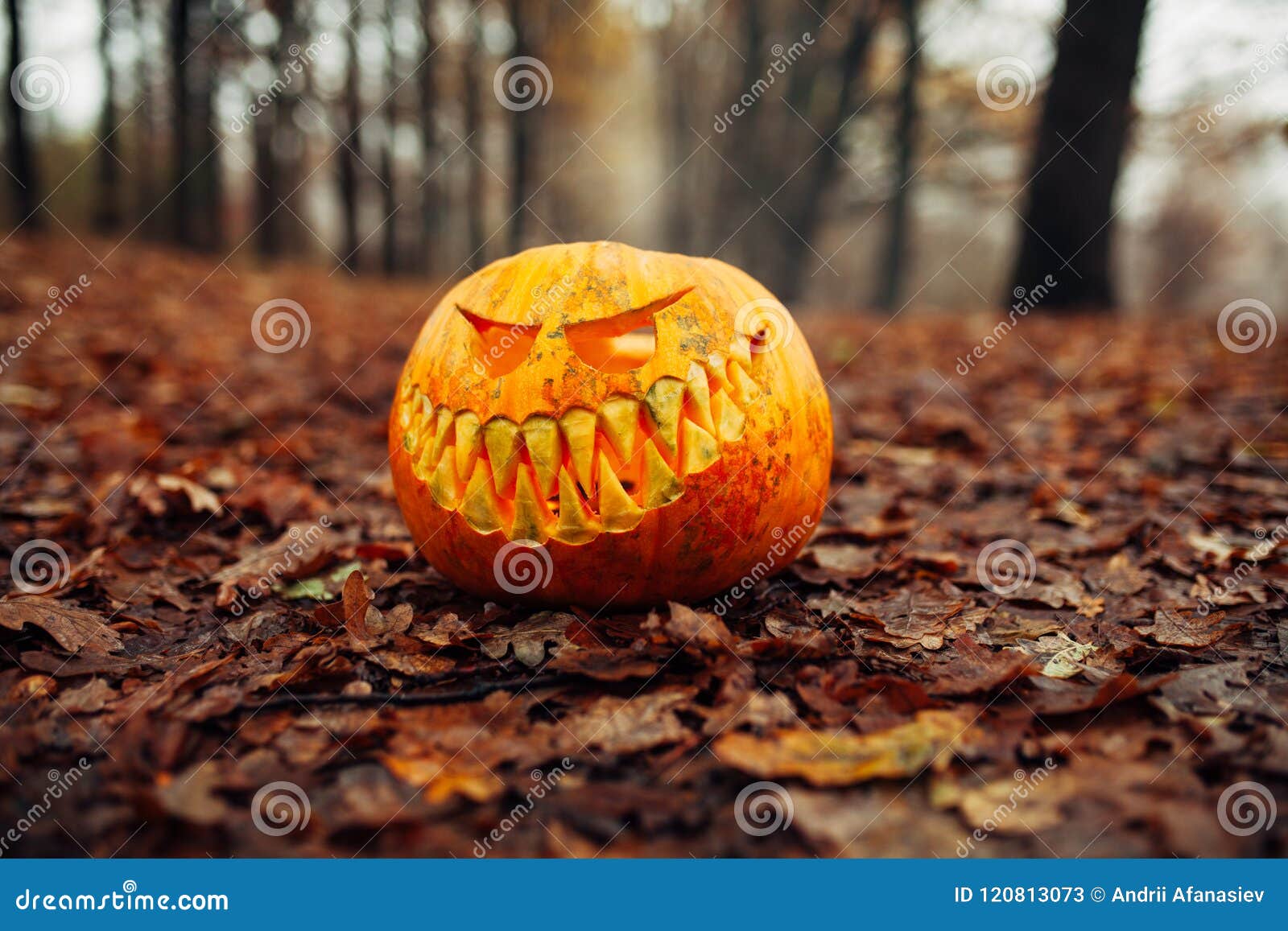Halloween Scary Pumpkin in Autumn Forest One Pumpkin Background Stock ...