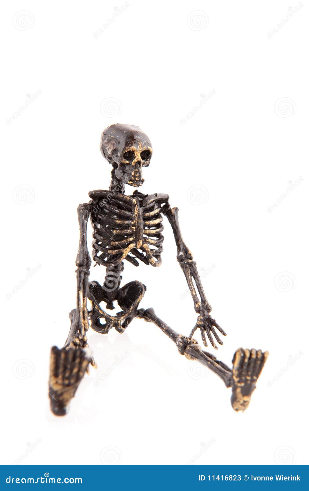 Halloween skeleton stock image. Image of isolated, human - 11416823