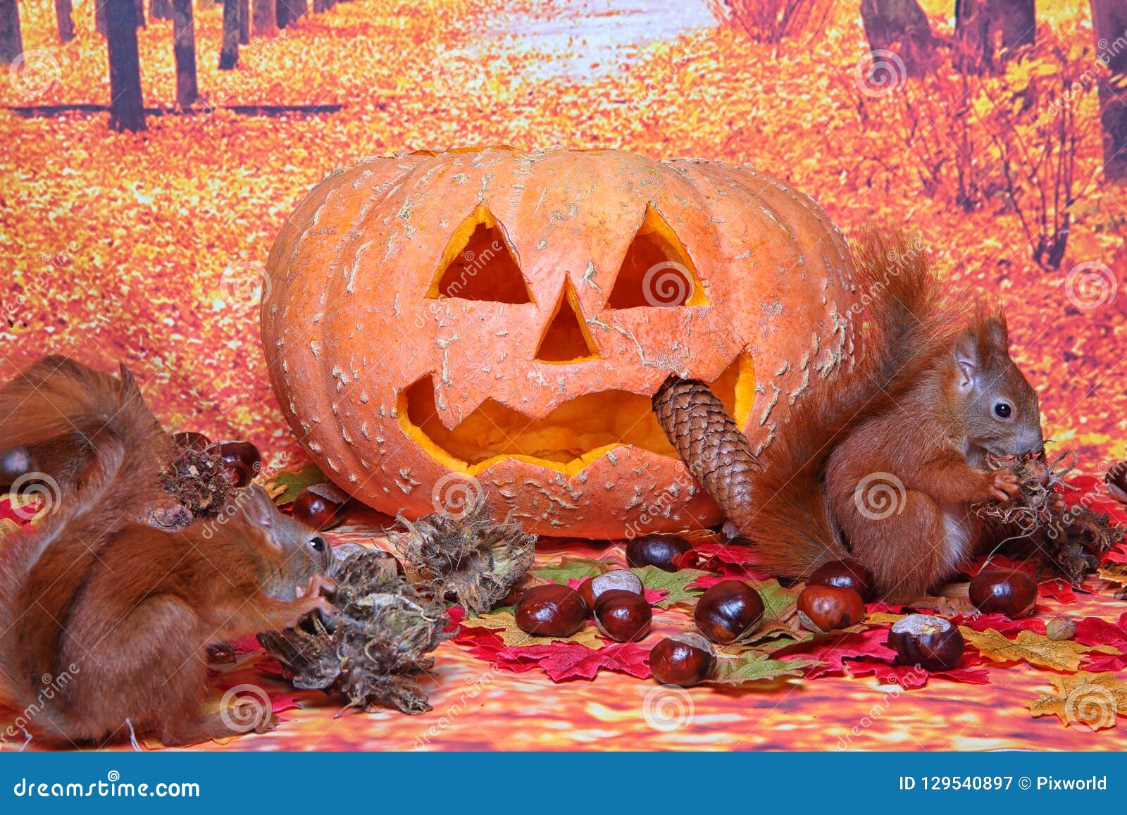 Halloween Squirrel stock image. Image of resents, curious - 129540897