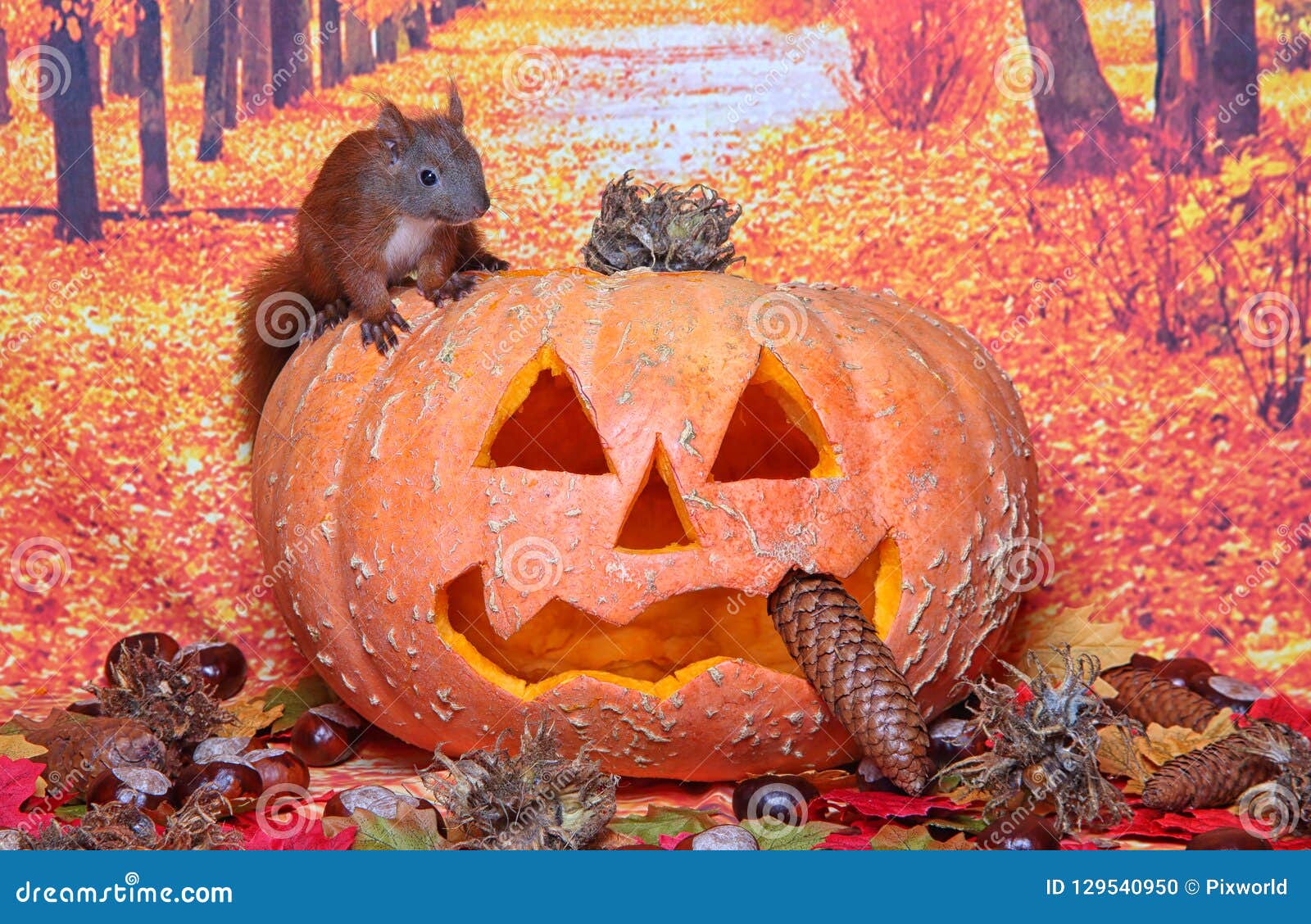 Halloween Squirrel stock photo. Image of perls, little - 129540950