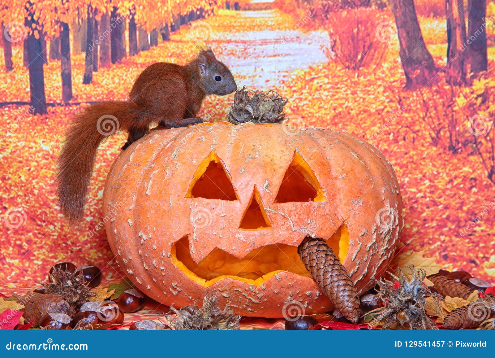 Halloween Squirrel stock image. Image of pink, couch - 129541457