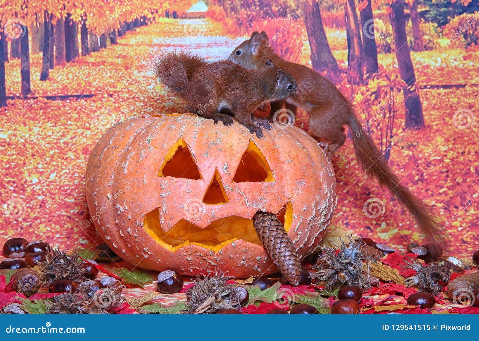 Halloween Squirrel stock image. Image of gold, resents - 129541515