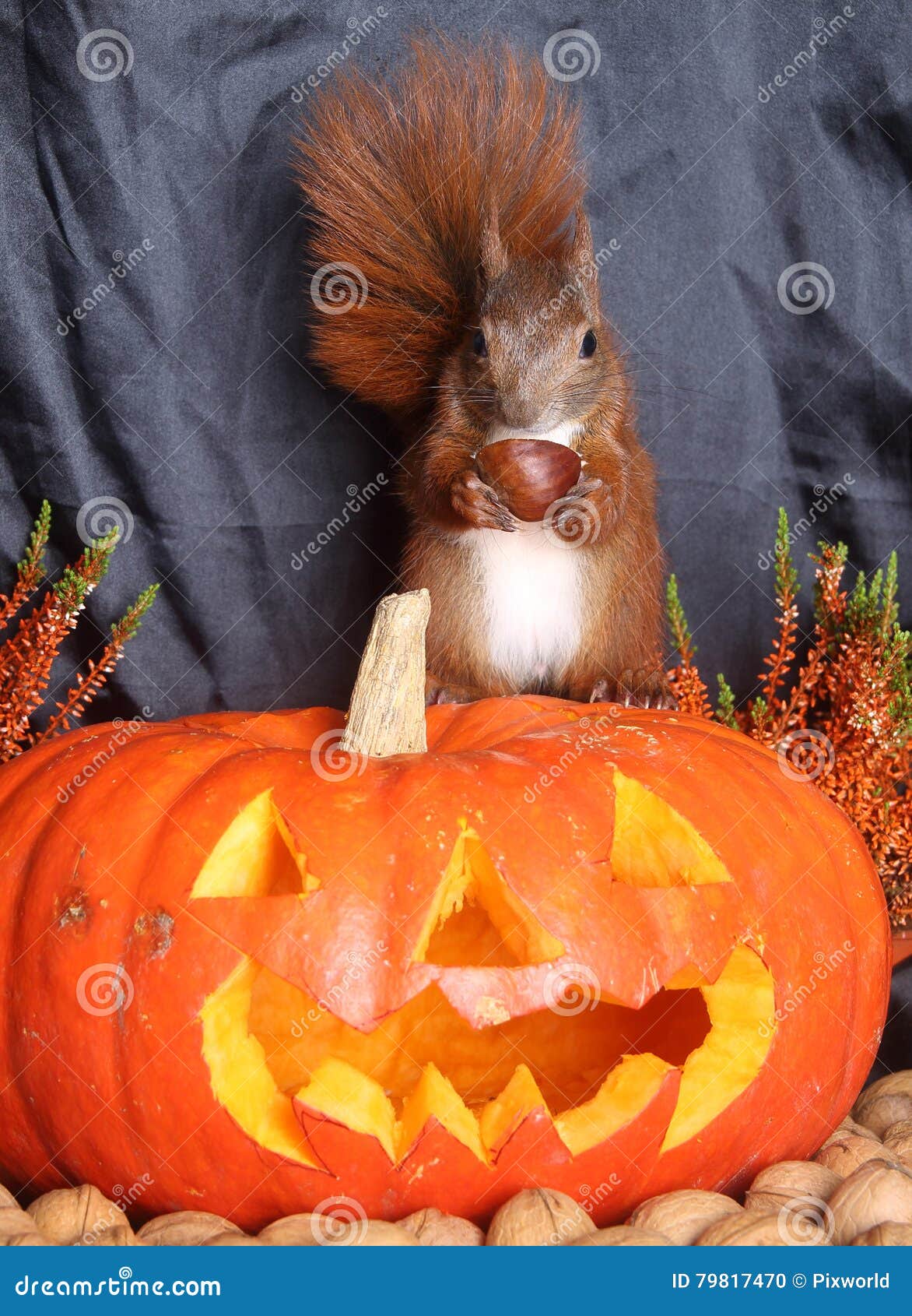 Halloween squirrel stock photo. Image of squirrel, animals - 79817470