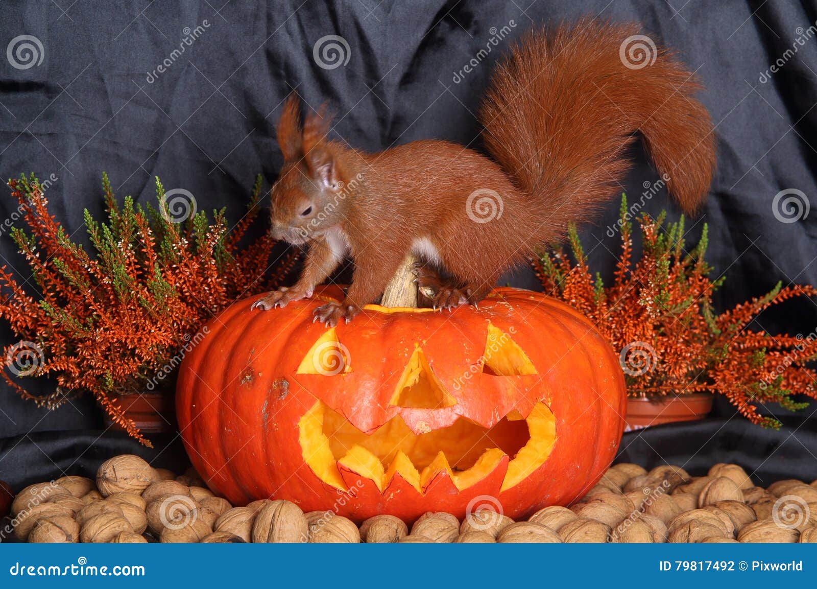 Halloween squirrel stock photo. Image of horror, black - 79817492