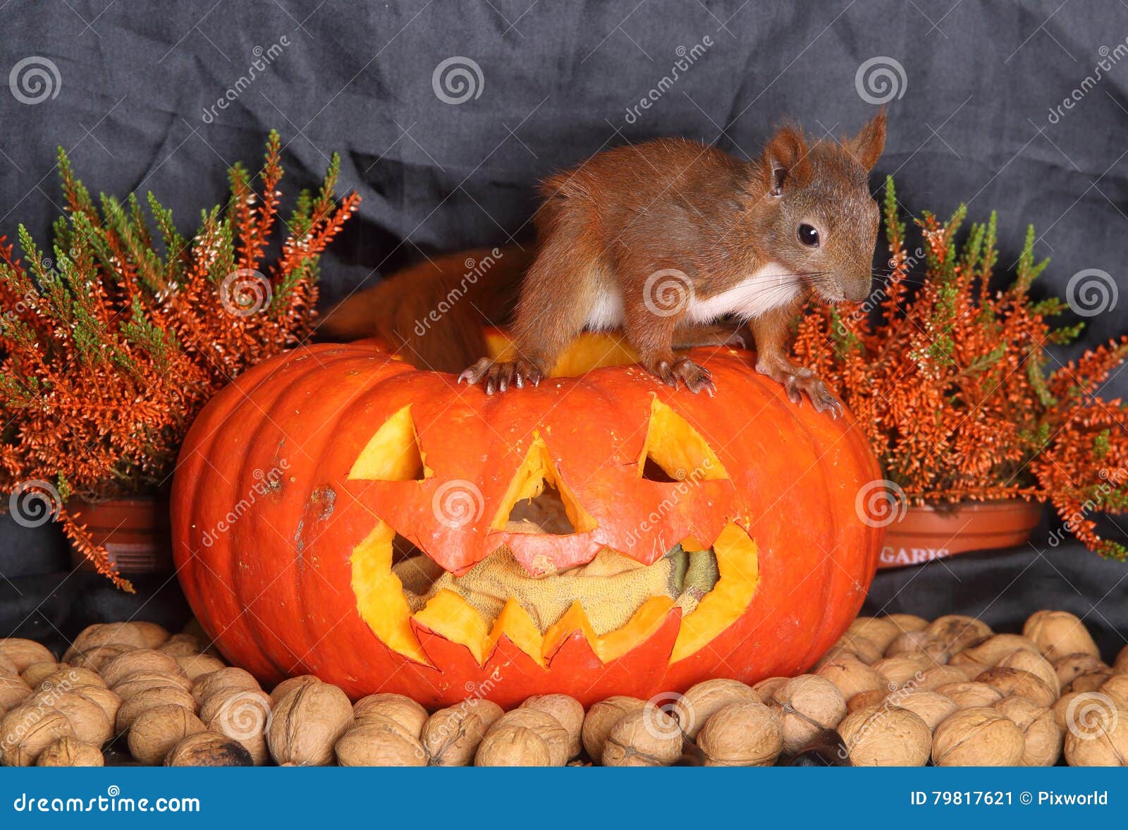 Halloween squirrel stock image. Image of black, pumpkin - 79817621