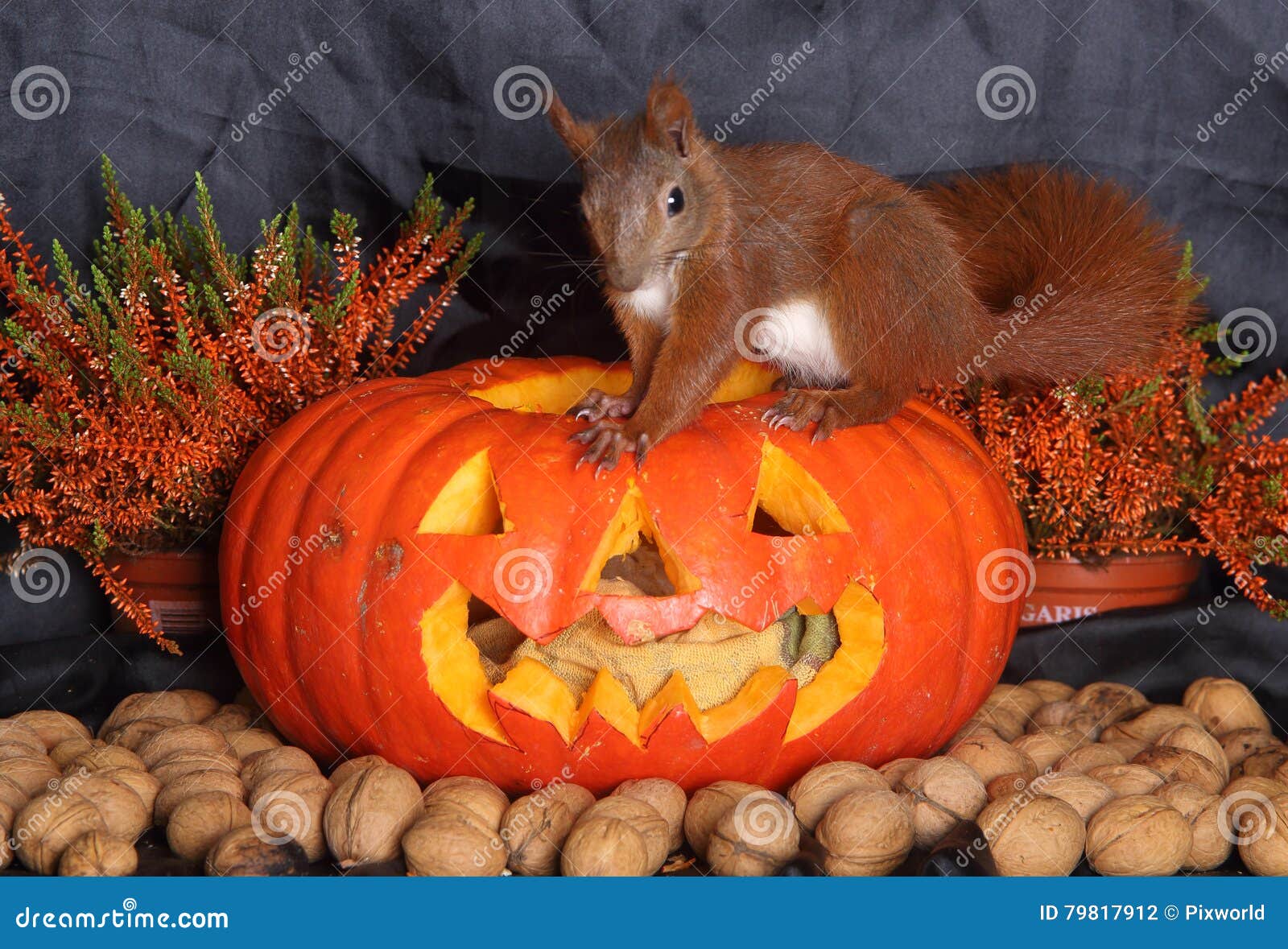 Halloween squirrel stock photo. Image of cute, halloween - 79817912