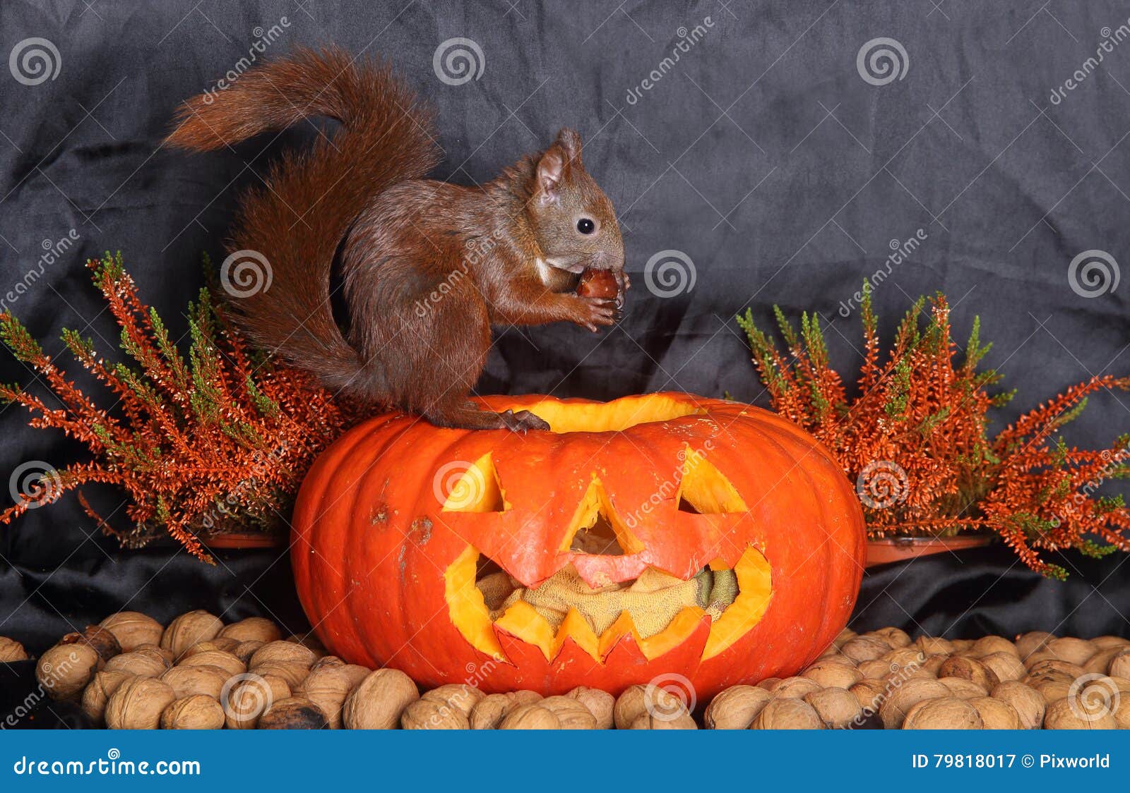 Halloween squirrel stock image. Image of squirrel, horror - 79818017