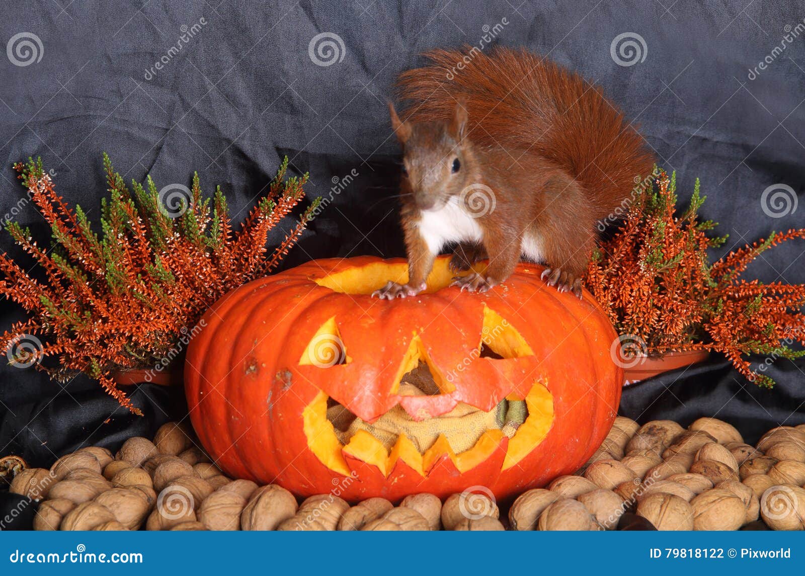 Halloween squirrel stock photo. Image of nuts, october - 79818122
