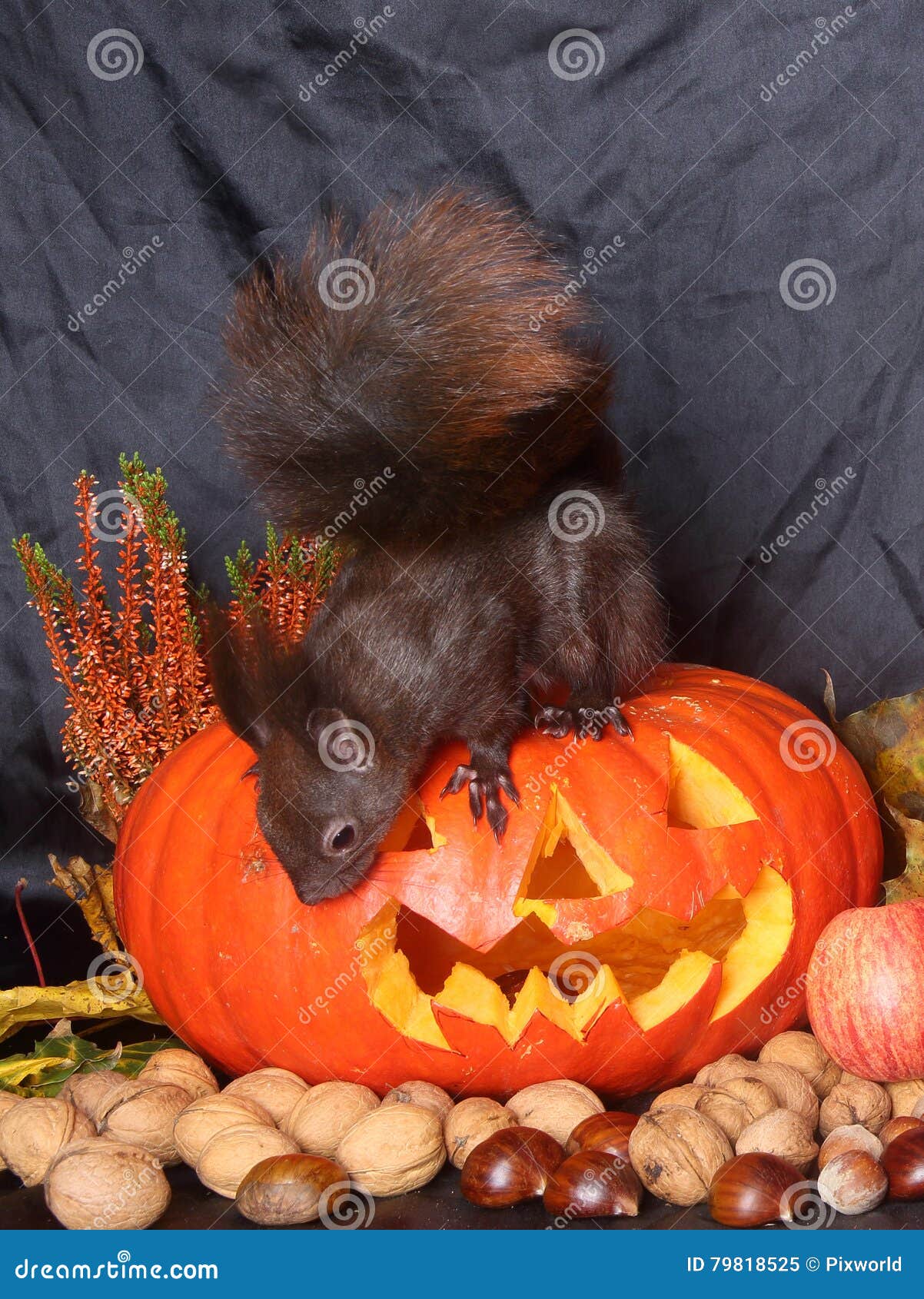 Halloween squirrel stock image. Image of black, scary - 79818525