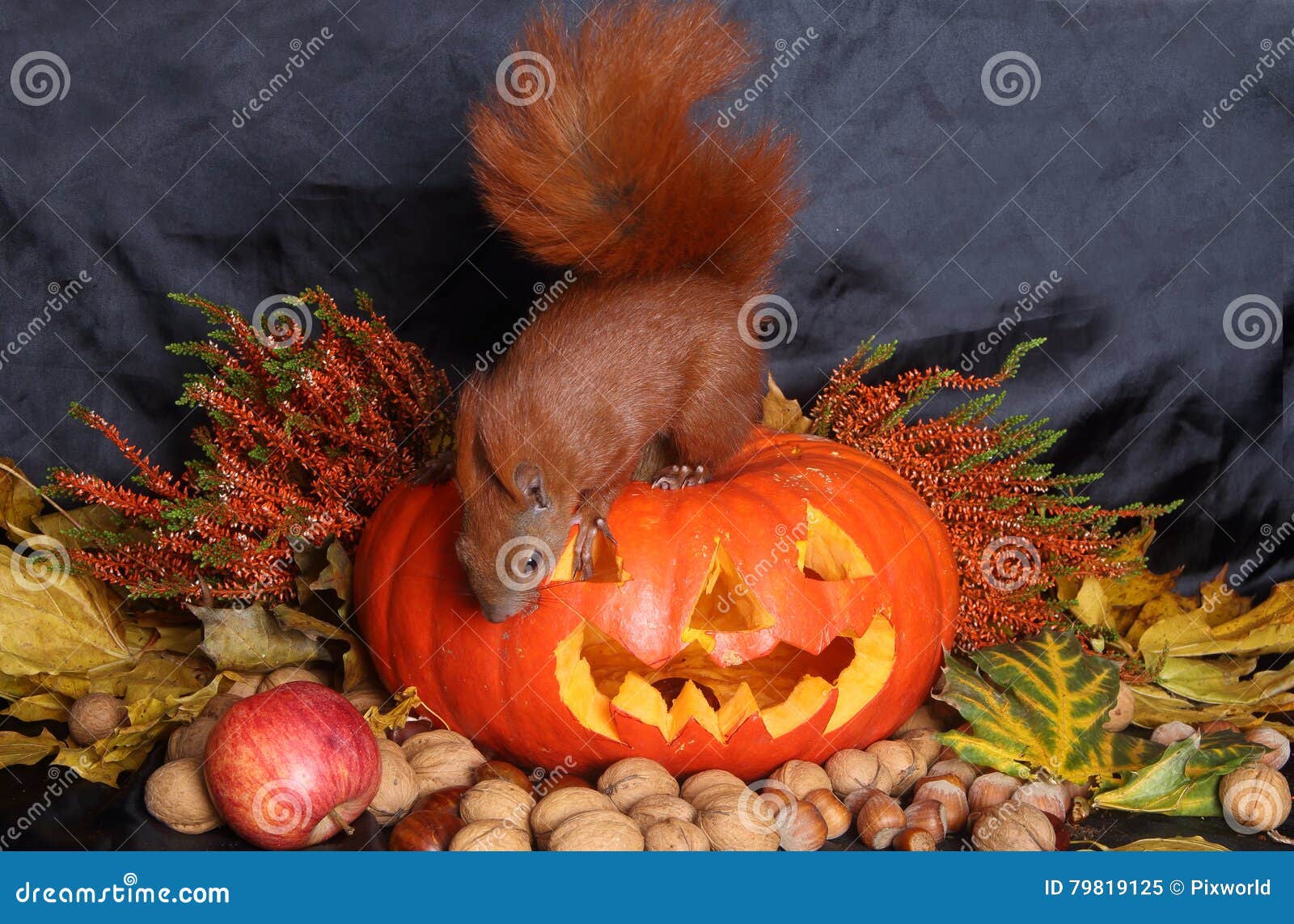 Halloween squirrel stock image. Image of squirrel, pumpkin - 79819125