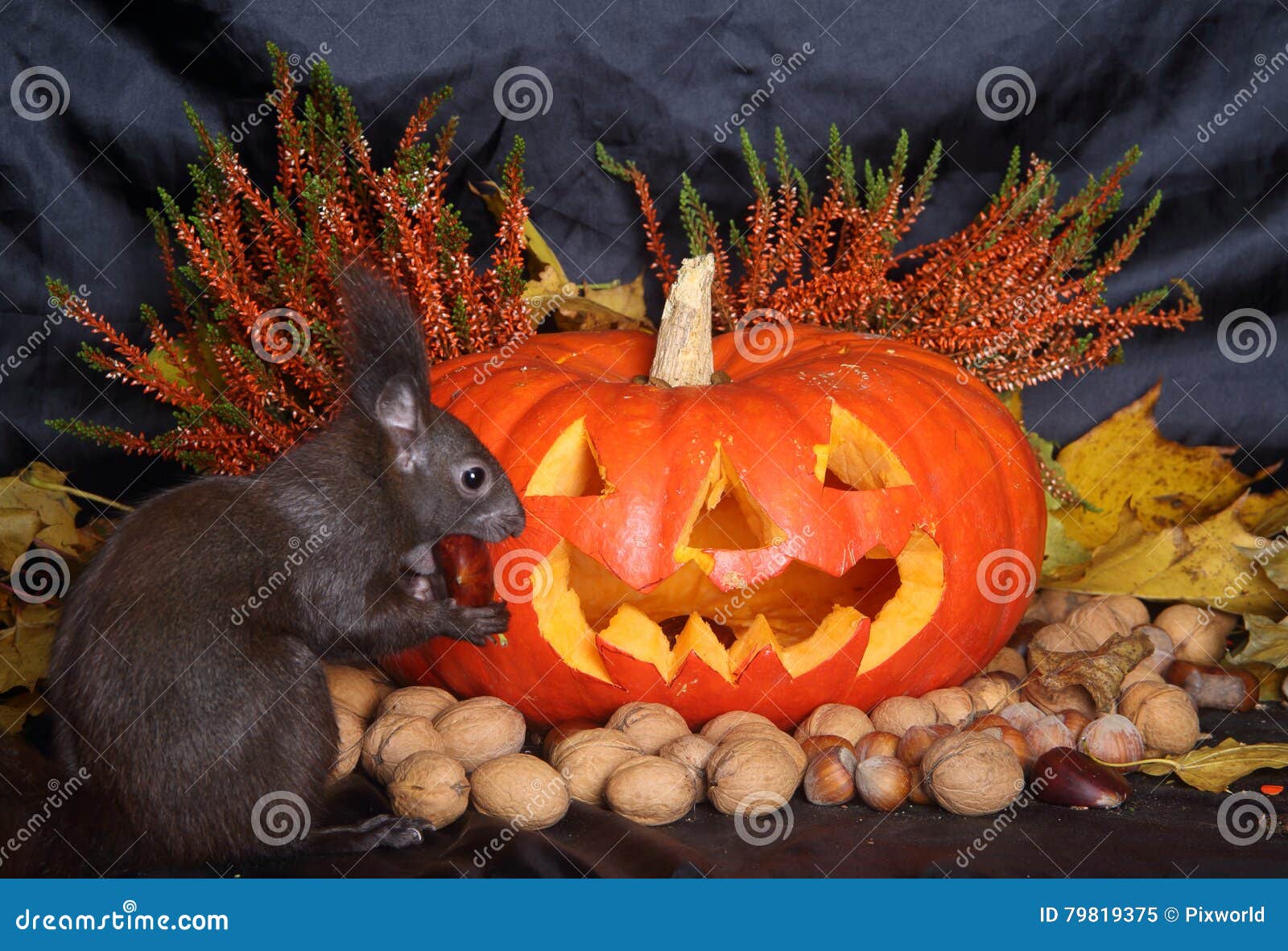 Halloween squirrel stock image. Image of halloween, october - 79819375