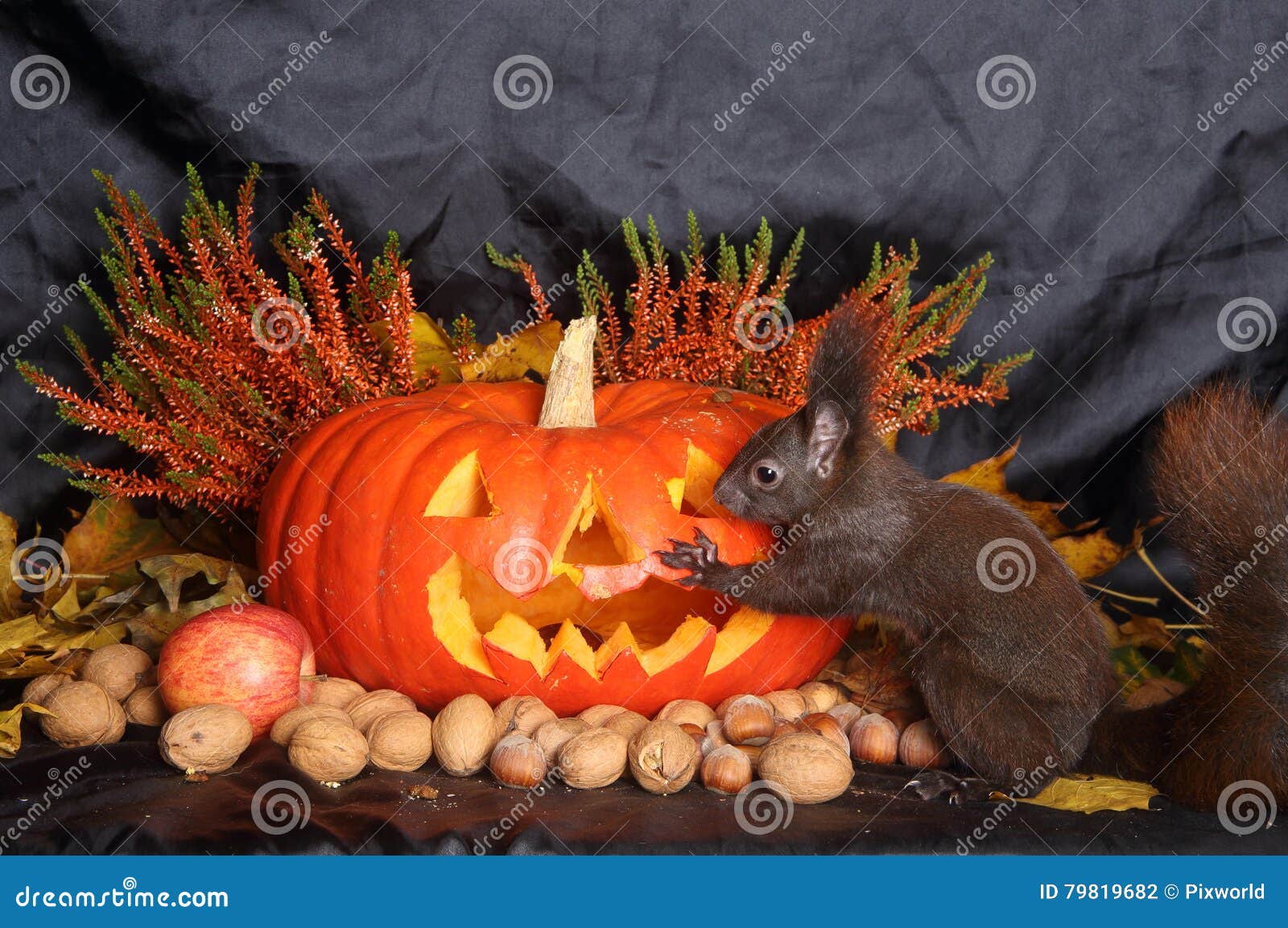 Halloween squirrel stock photo. Image of squirrel, nuts - 79819682