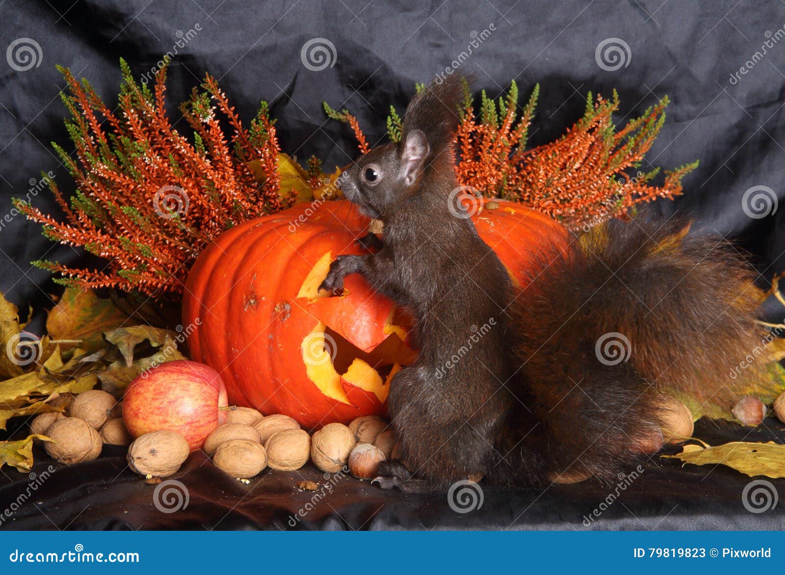 Halloween squirrel stock image. Image of animals, horror - 79819823