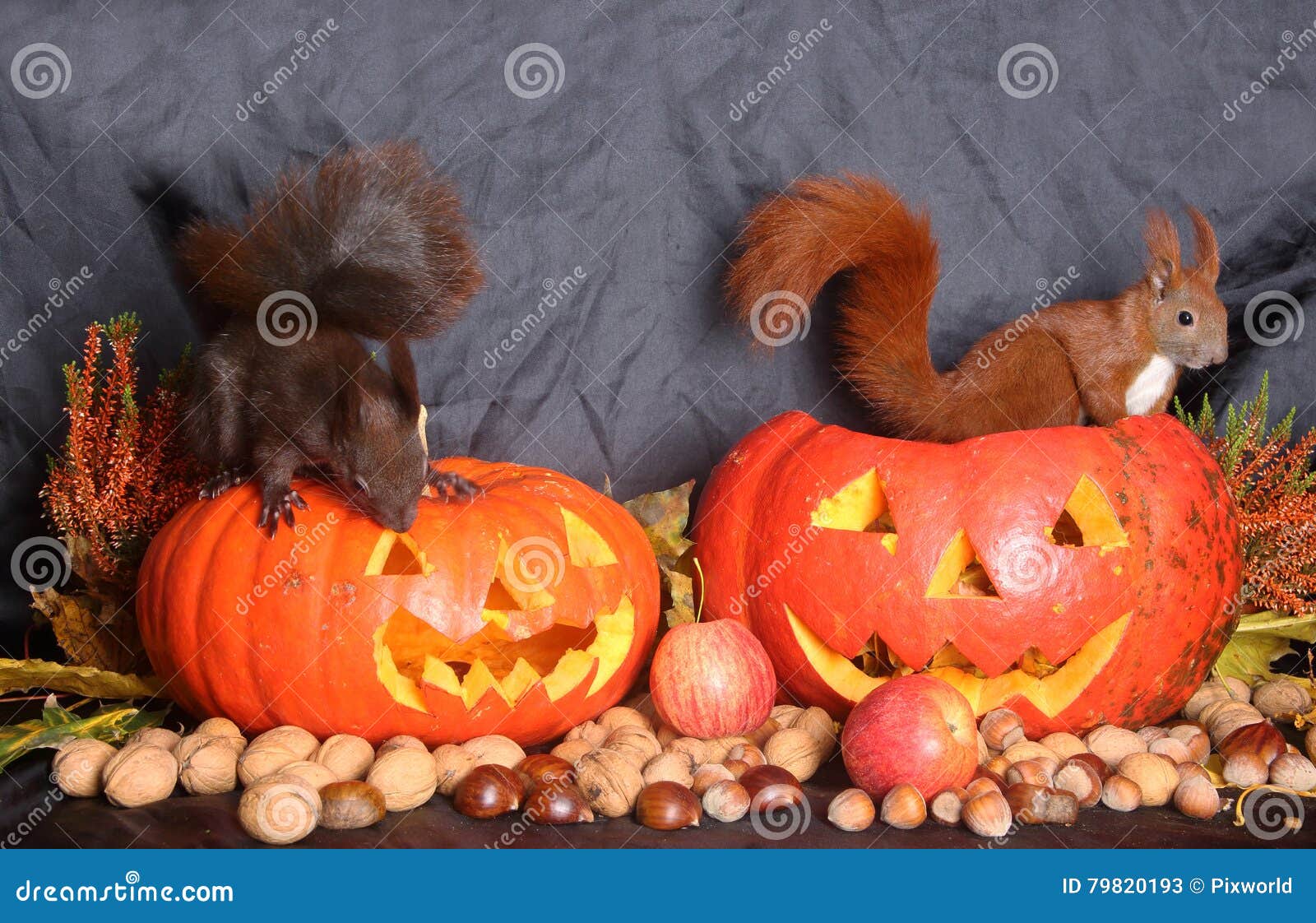 Halloween squirrel stock image. Image of october, animals - 79820193
