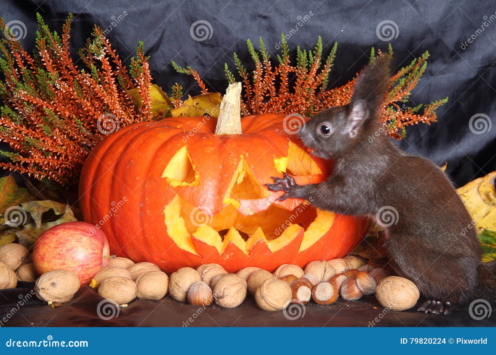 Halloween squirrel stock photo. Image of october, horror - 79820224