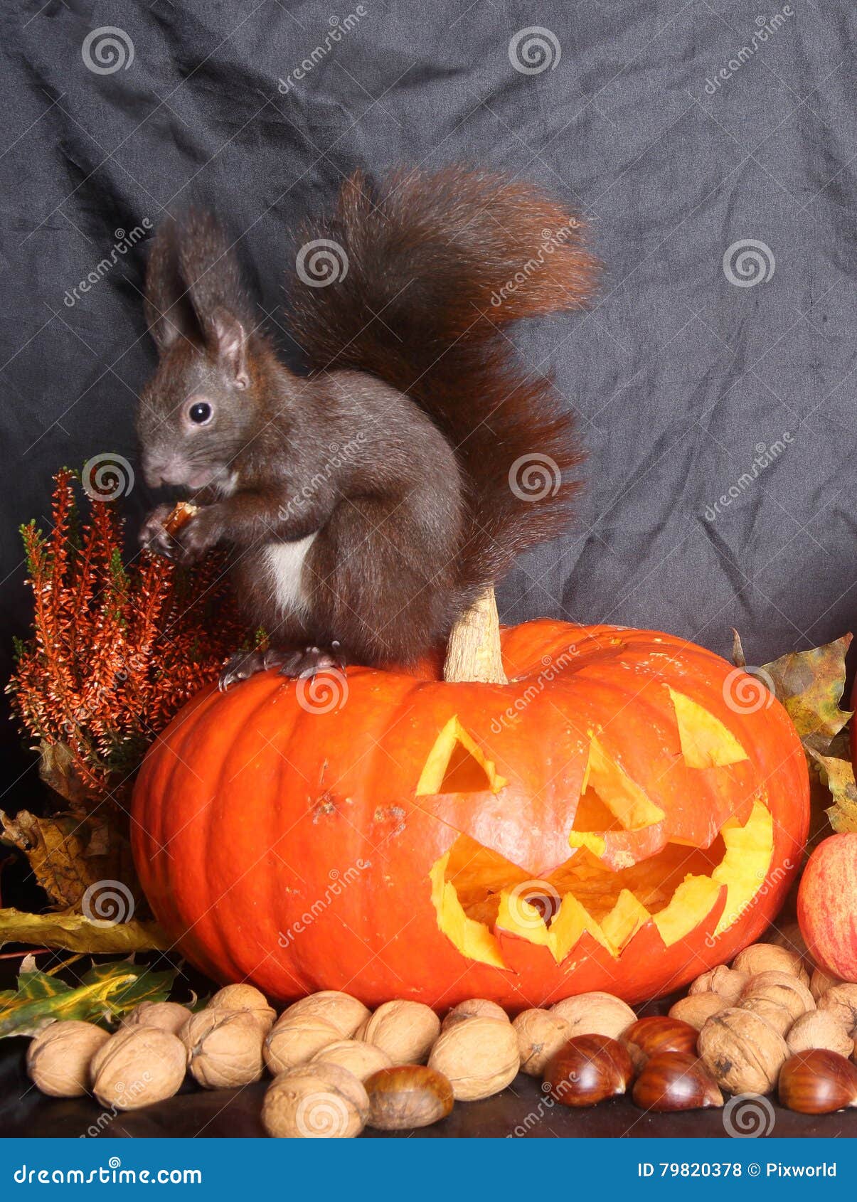 Halloween squirrel stock photo. Image of october, cute - 79820378