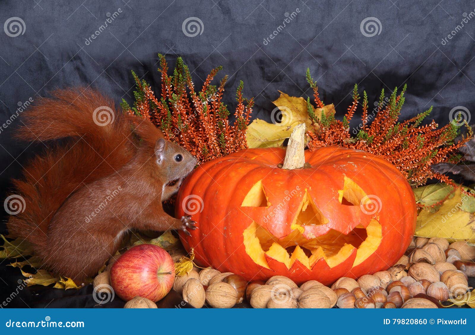 Halloween squirrel stock photo. Image of horror, squirrel - 79820860