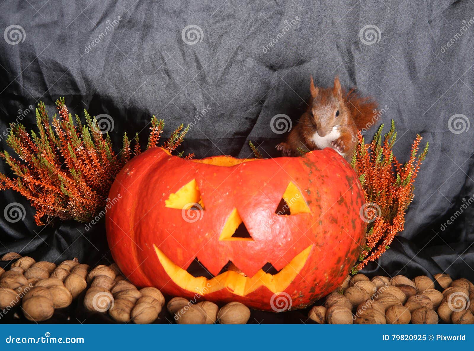Halloween squirrel stock image. Image of squirrel, pumpkin - 79820925