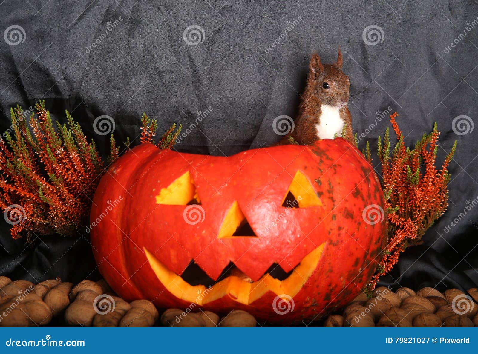 Halloween squirrel stock image. Image of nuts, black - 79821027