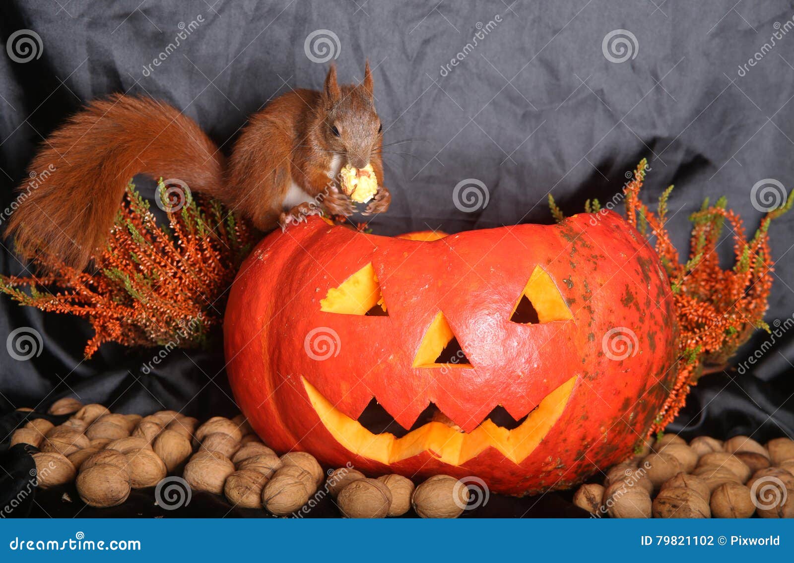 Halloween squirrel stock photo. Image of sweet, scary - 79821102