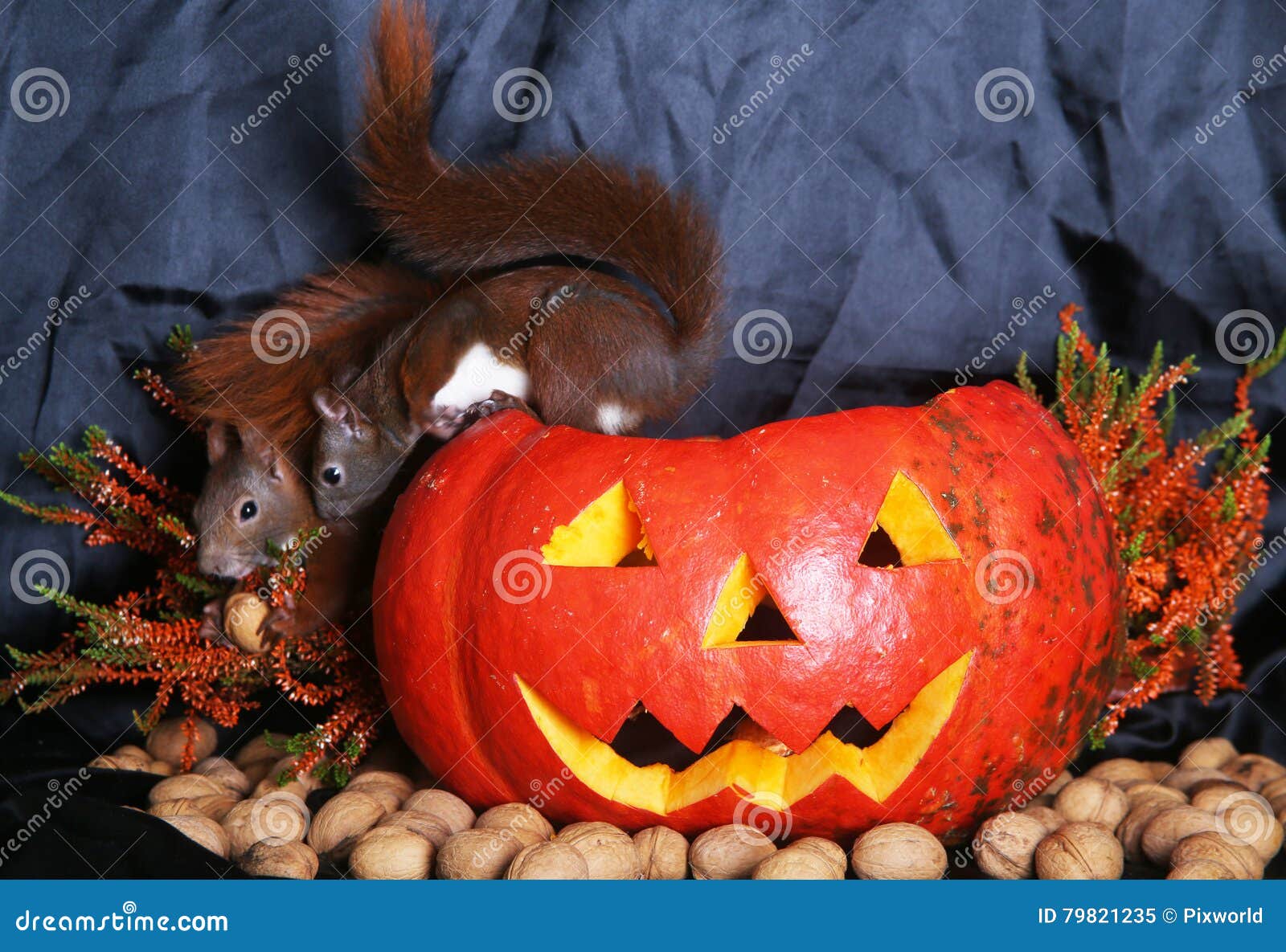 Halloween squirrel stock image. Image of black, pumpkin - 79821235