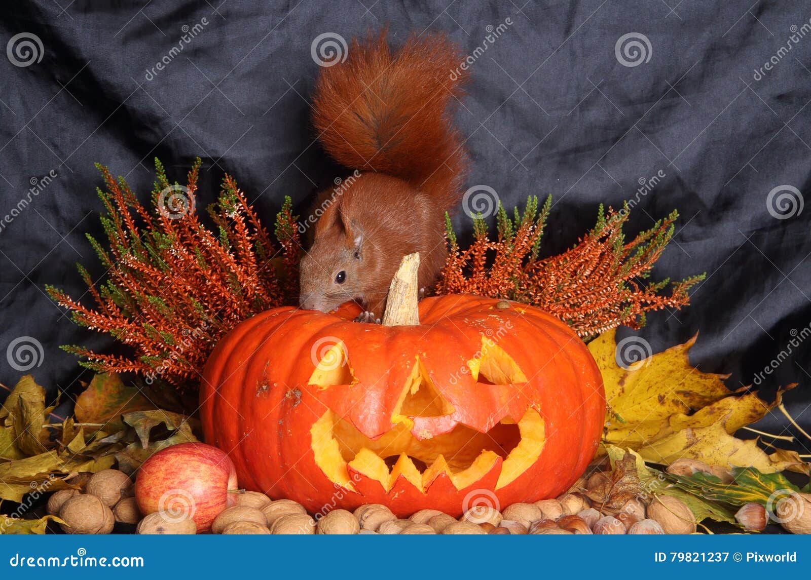 Halloween squirrel stock image. Image of nuts, animals - 79821237