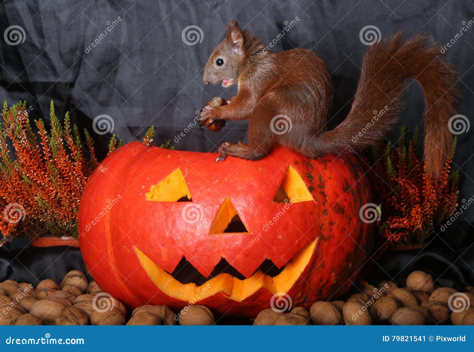 Halloween squirrel stock image. Image of pumpkin, fowers - 79821541