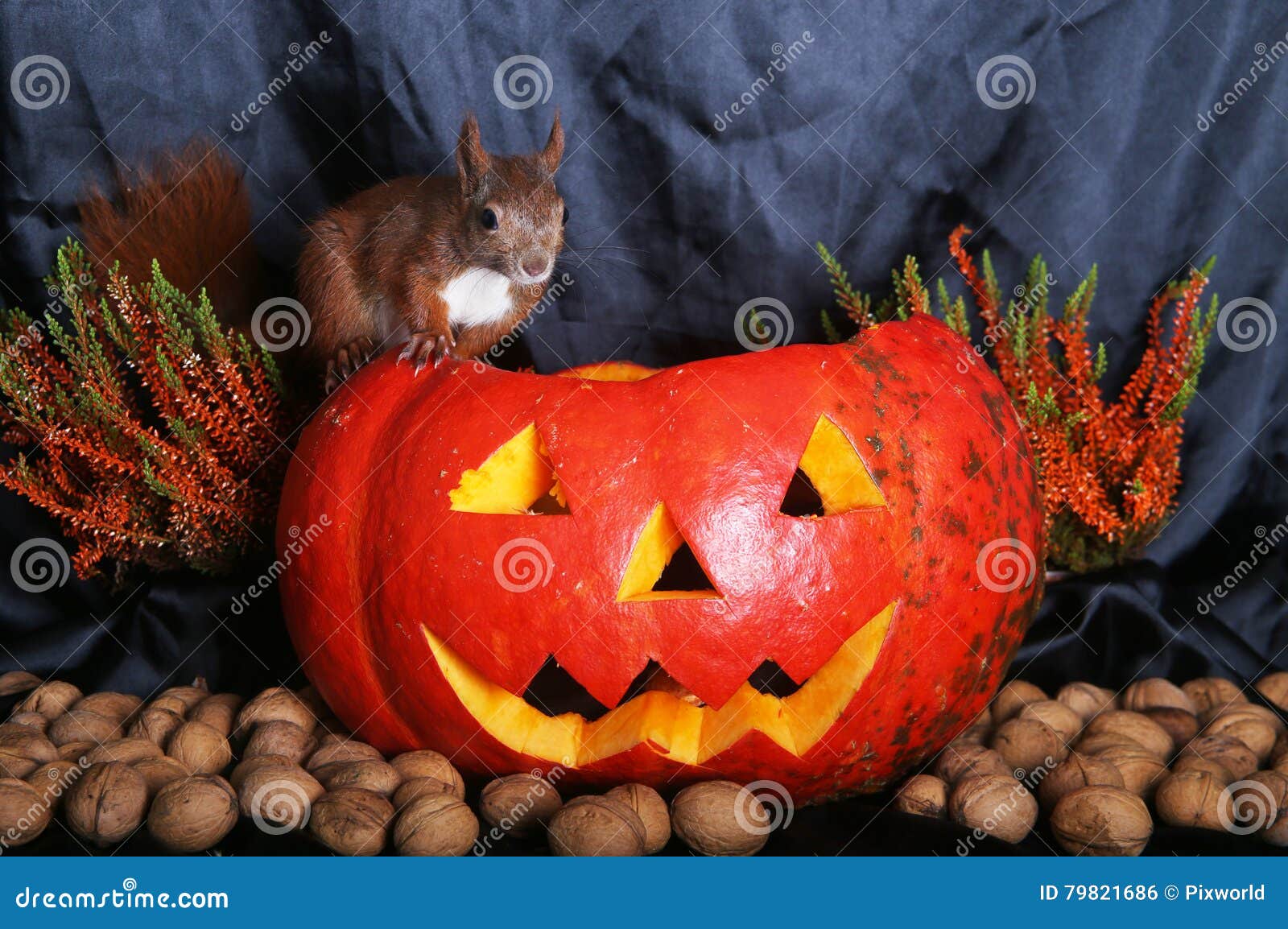 Halloween squirrel stock photo. Image of squirrel, horror - 79821686