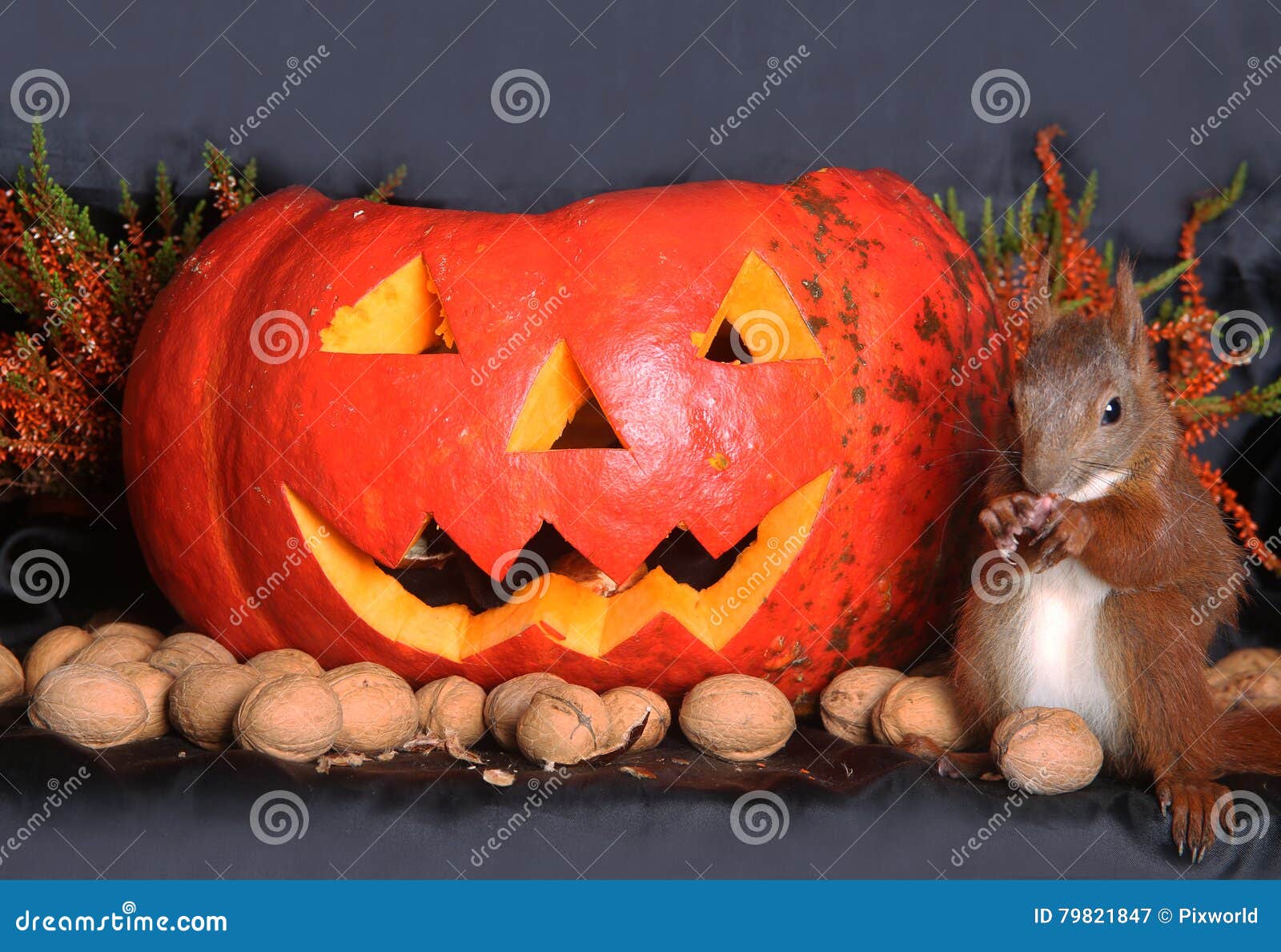 Halloween squirrel stock image. Image of animals, sweet - 79821847