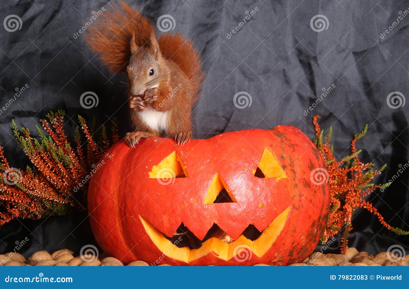 Halloween squirrel stock image. Image of nuts, squirrel - 79822083