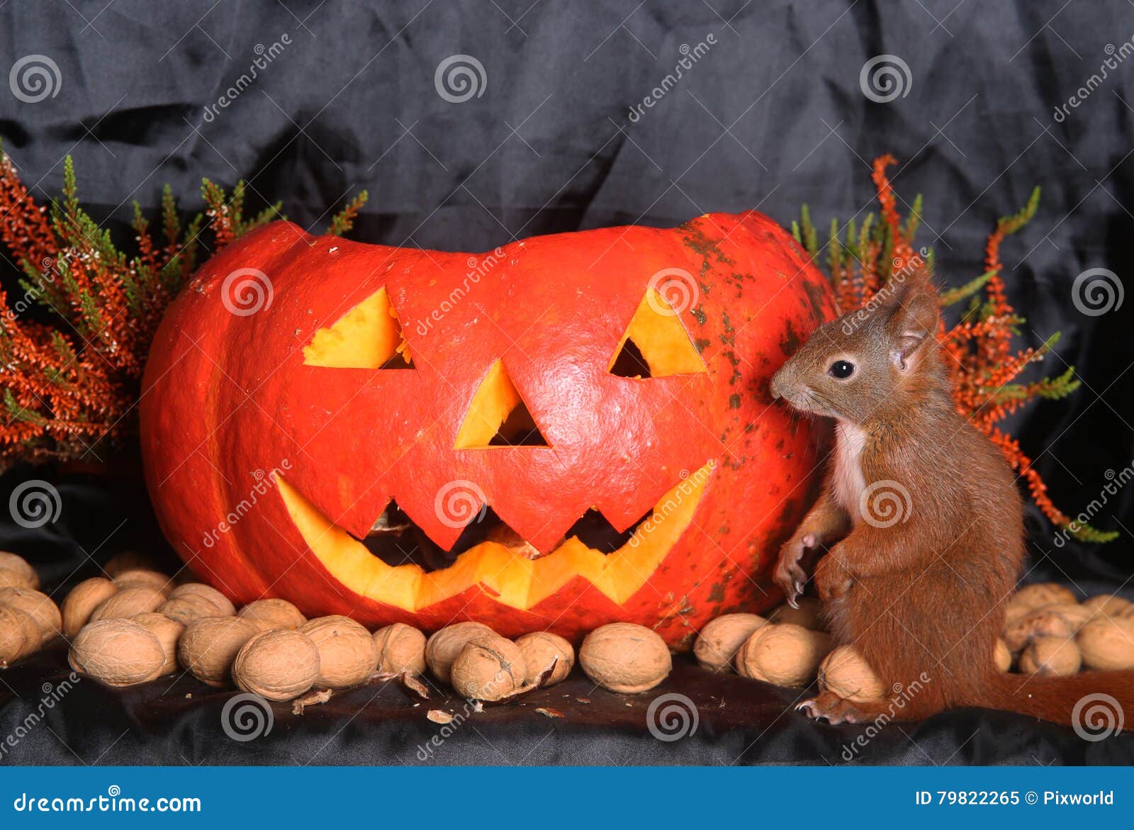 Halloween squirrel stock image. Image of pumpkin, nuts - 79822265