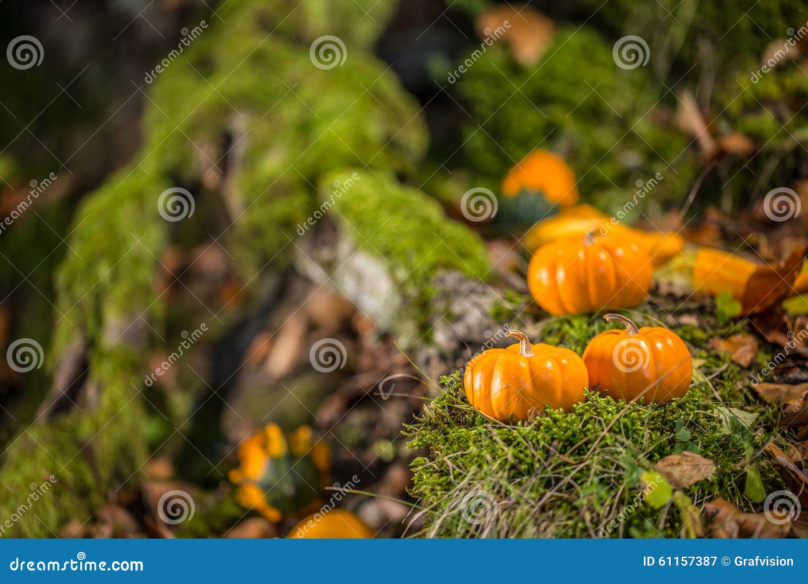 Halloween still life stock image. Image of halloween - 61157387