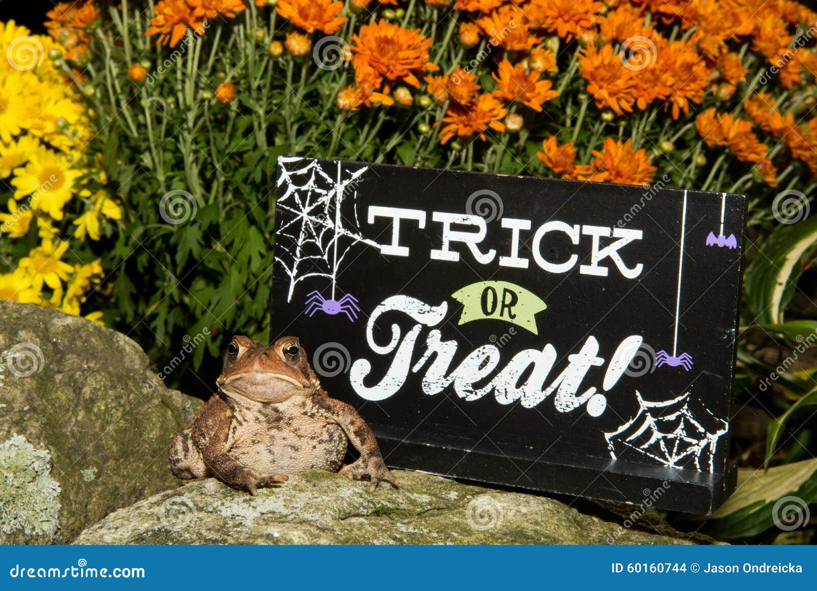 Halloween Toad stock photo. Image of comical, beauty - 60160744