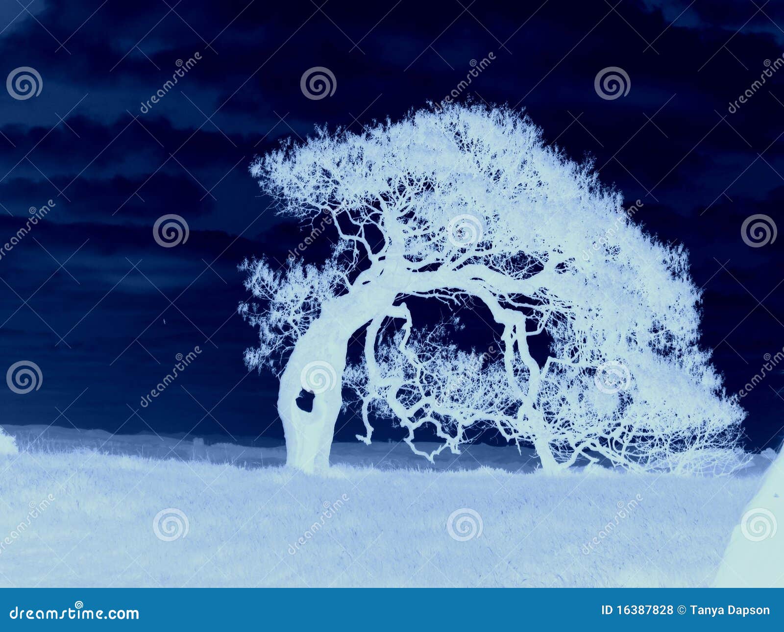 Halloween tree stock photo. Image of creepy, spooky, gnarled - 16387828