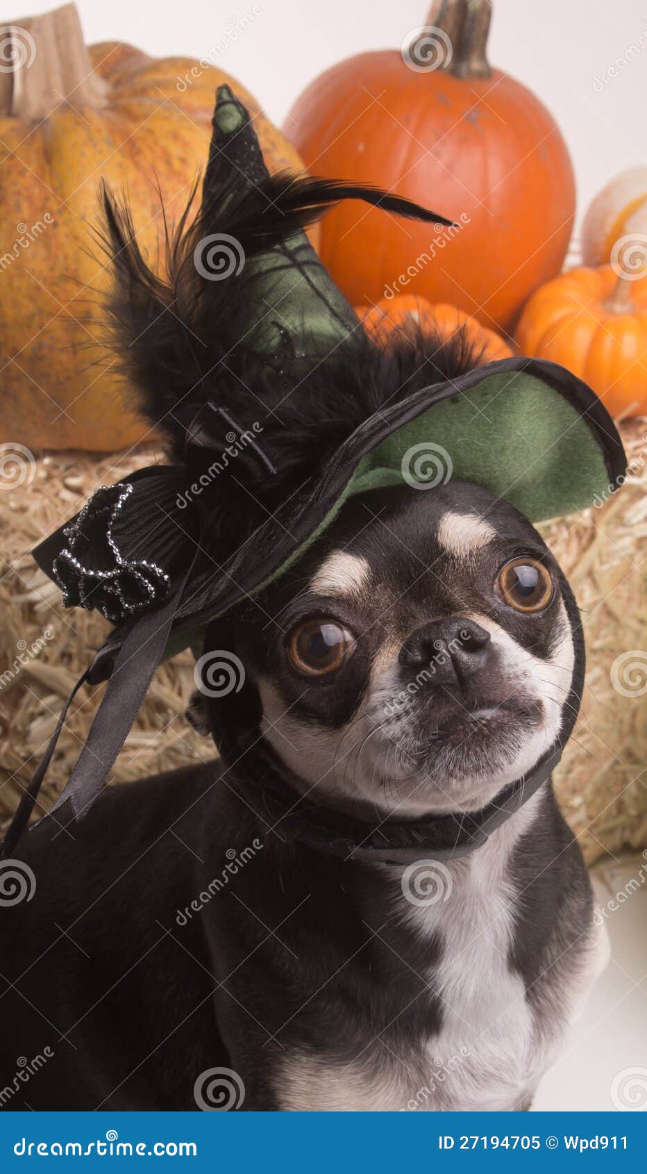 Halloween Witch Dog stock image. Image of doggy, autumn - 27194705