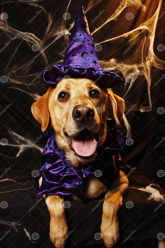 Halloween Wizard Dog stock image. Image of cape, costume - 7617467