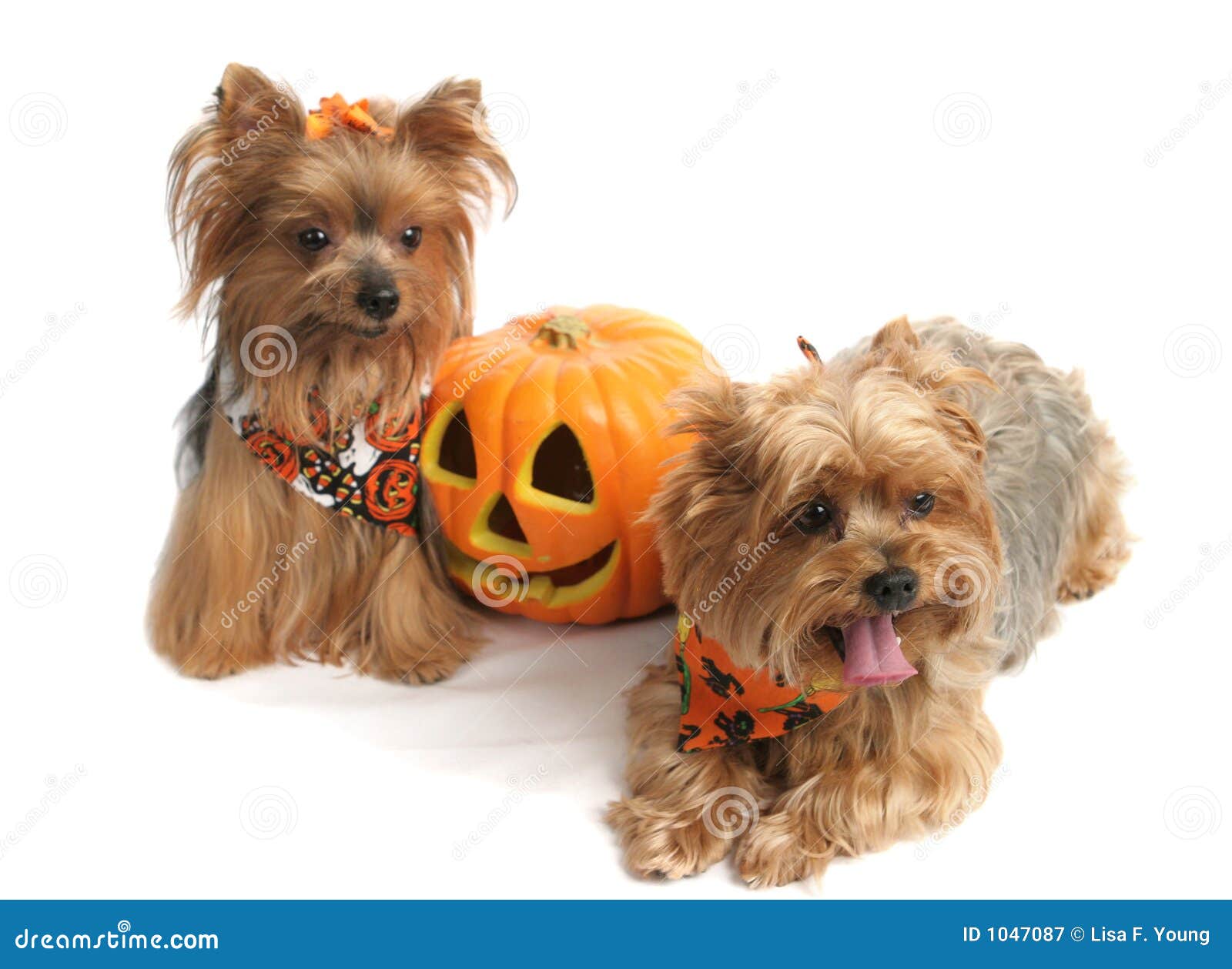 Halloween Yorkshire Terriers Stock Image - Image of humor, groomed: 1047087