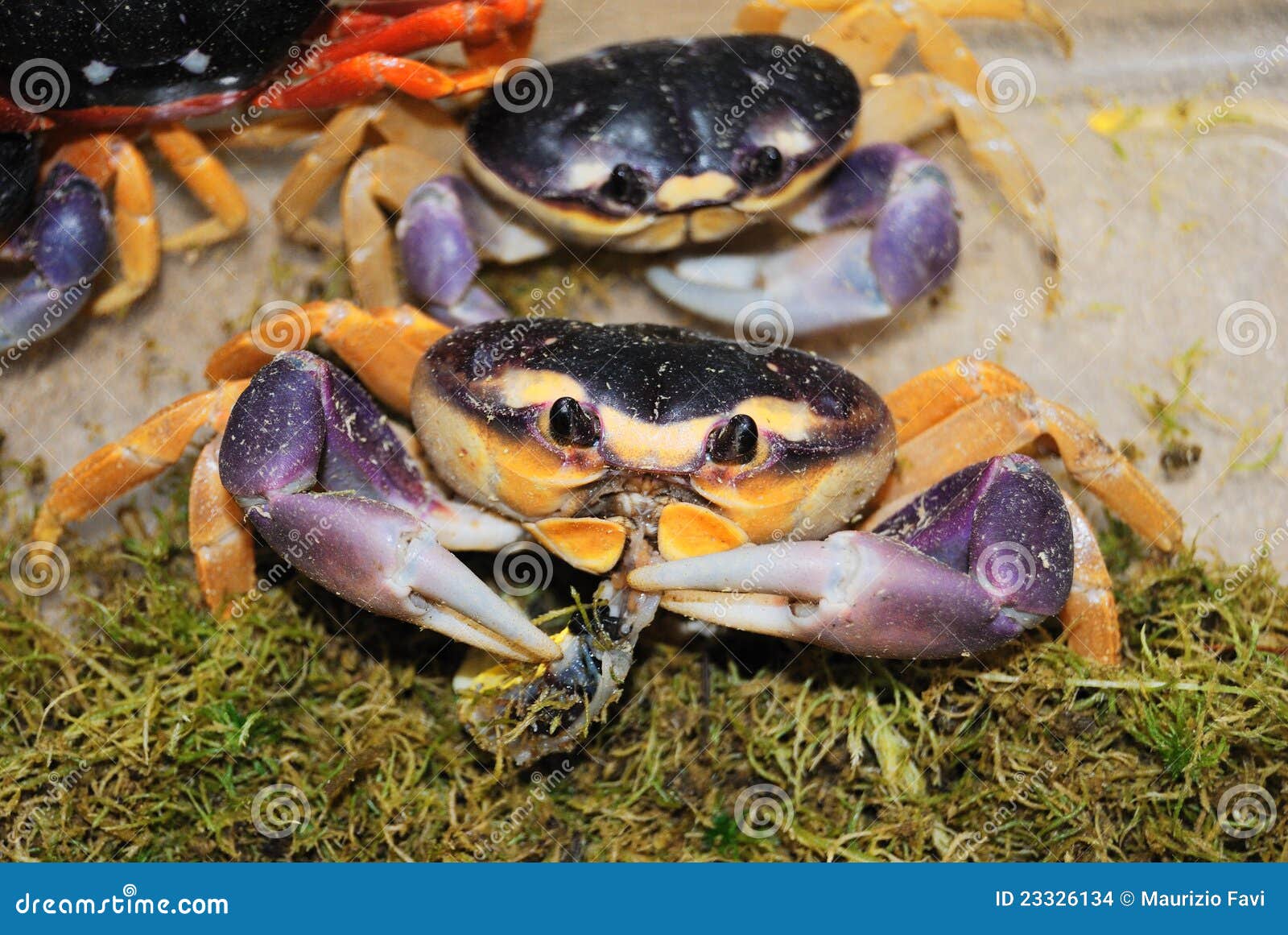 Hallowin Crab stock photo. Image of wild, nature, animal - 23326134