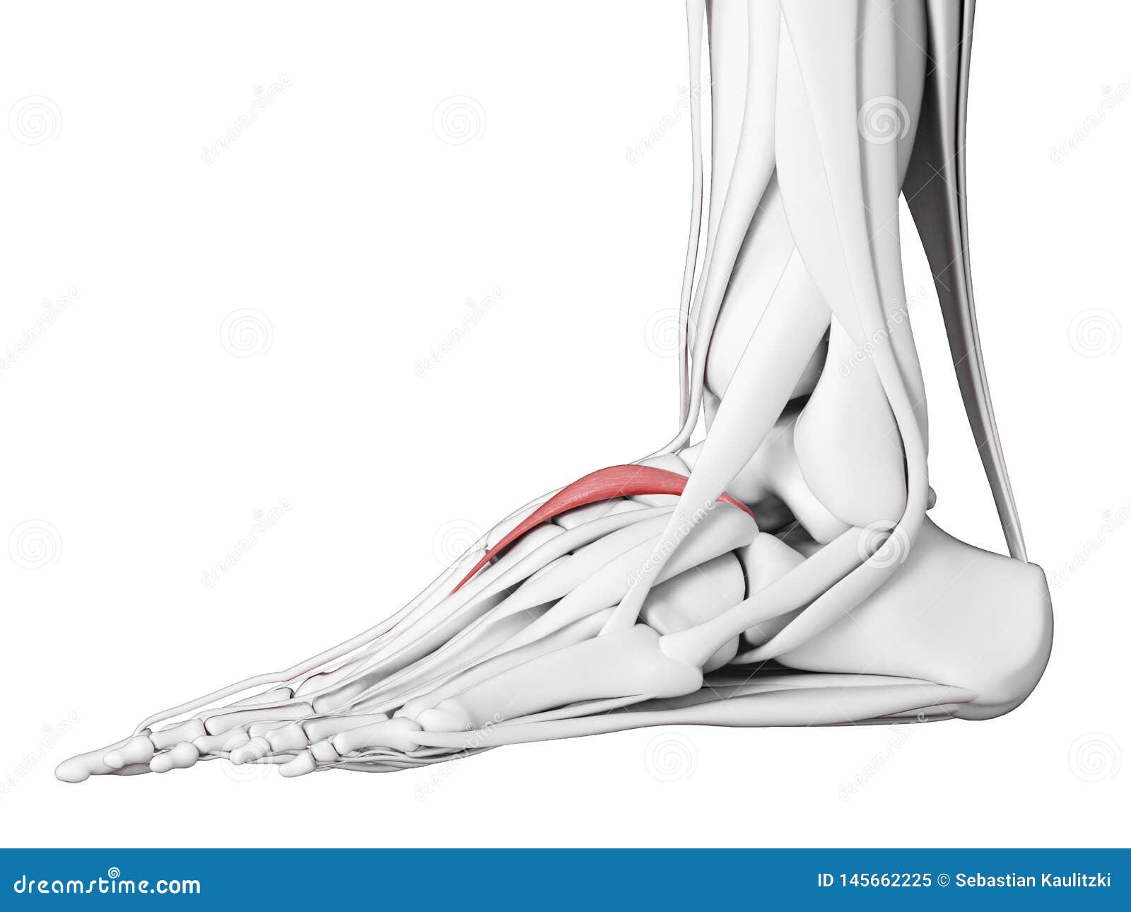 The hallucis brevis stock illustration. Illustration of muscle - 145662225