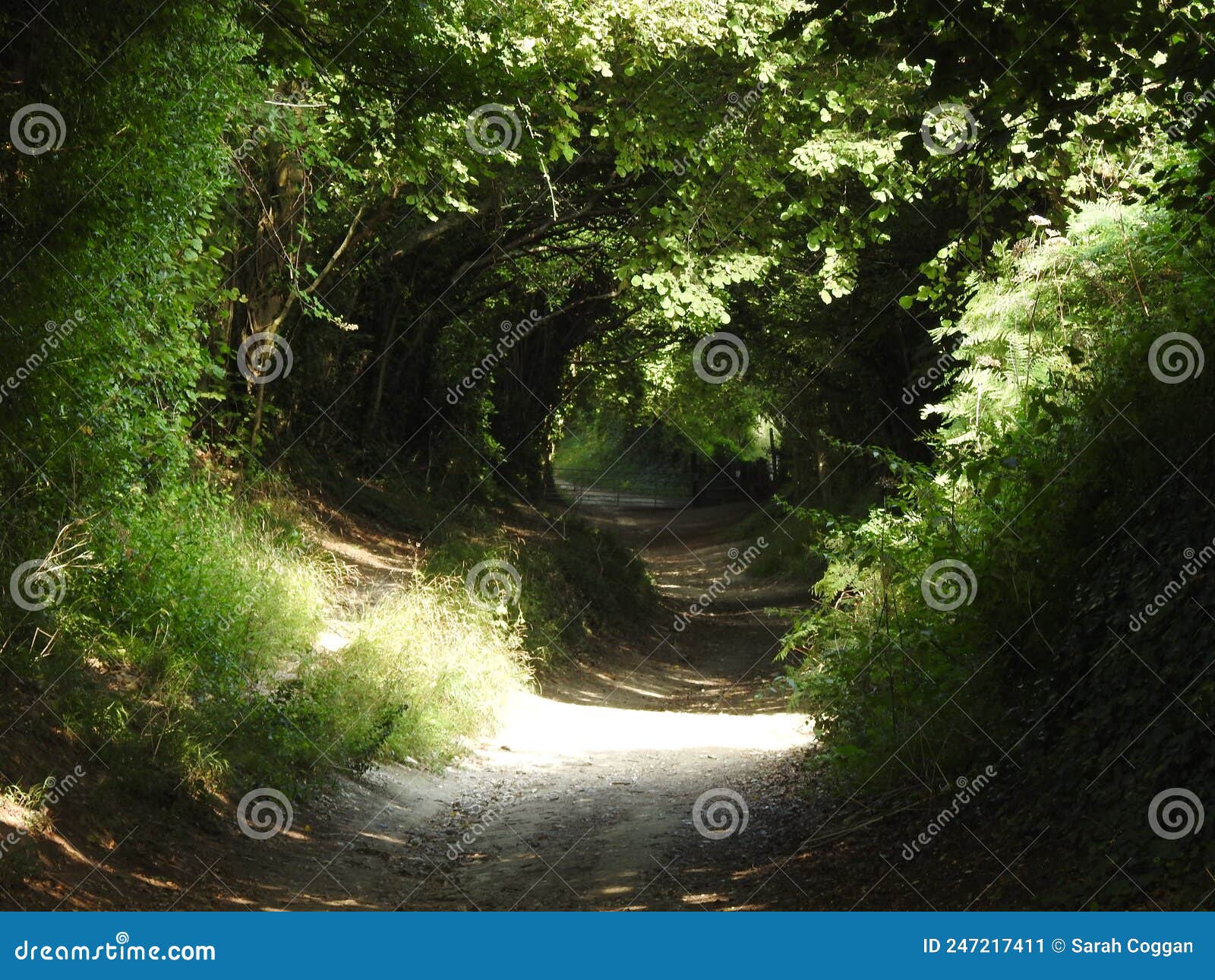 Halnaker Tree Tunnel Path during the Summer Stock Image - Image of ... Halnaker Tree Tunnel Path during the Summer Stock Image - Image of ...