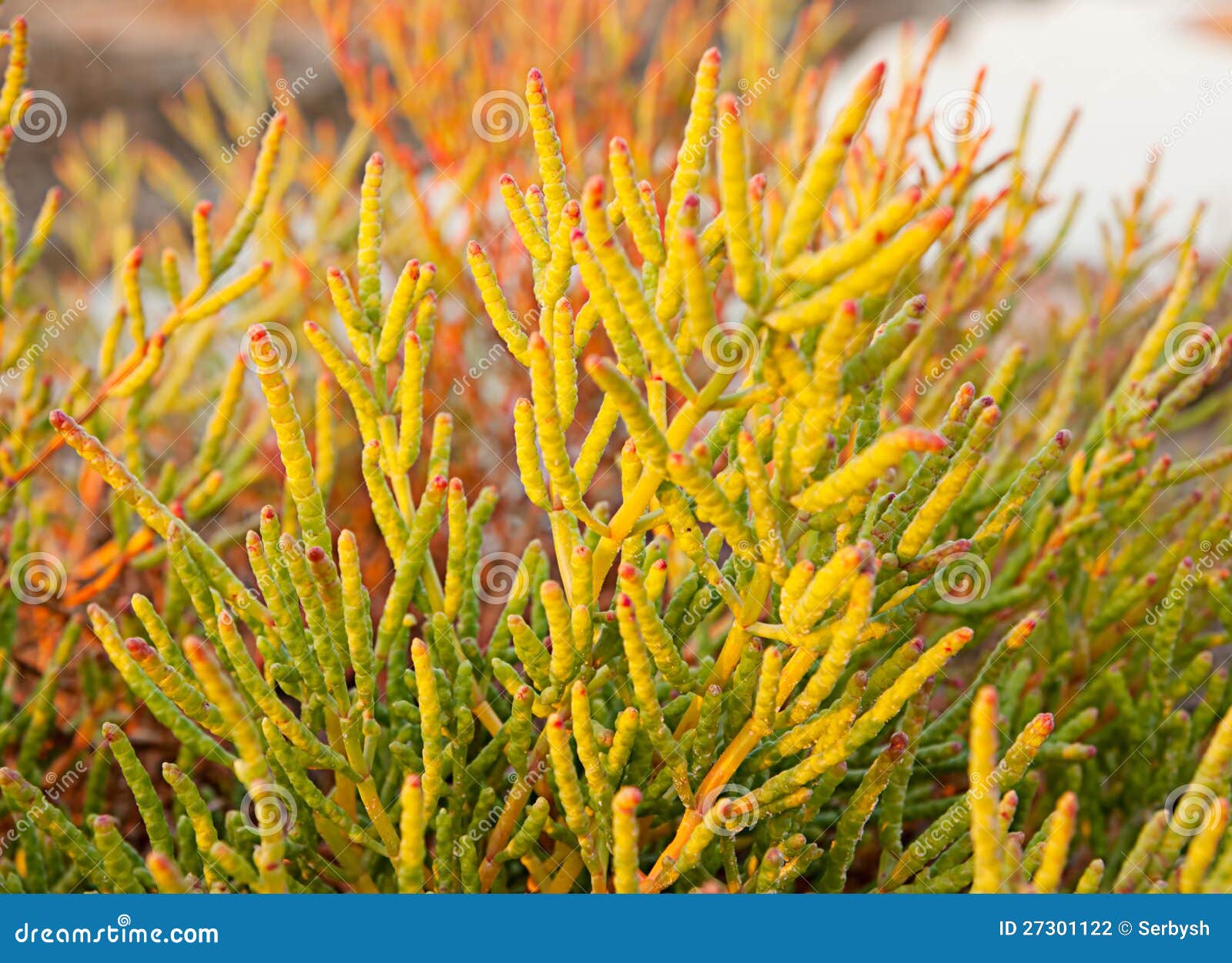 Halophyte- Plant that Grows in Waters Stock Photo - Image of succulent ...