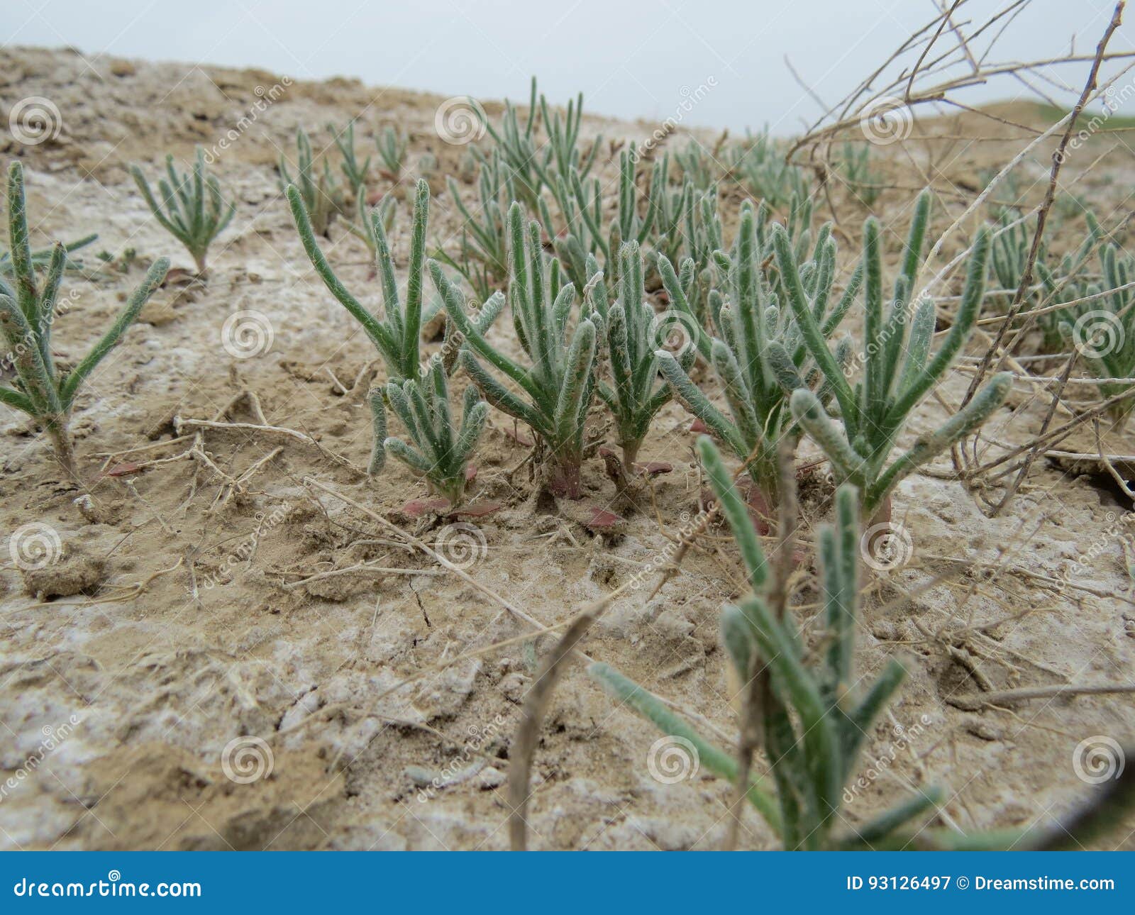 Halophytes on a Saline in Uzbekistan. Stock Image - Image of grass ...