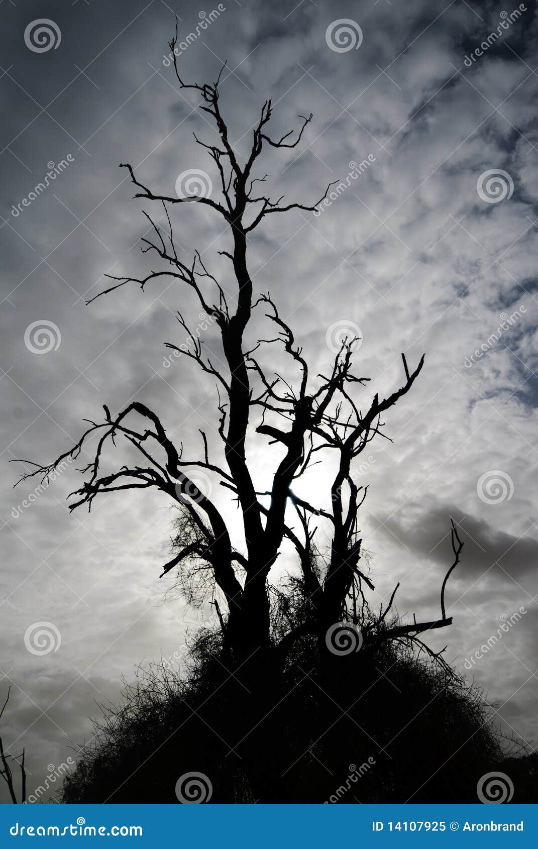 Haloween Haunted Tree Royalty-Free Stock Photography | CartoonDealer ...