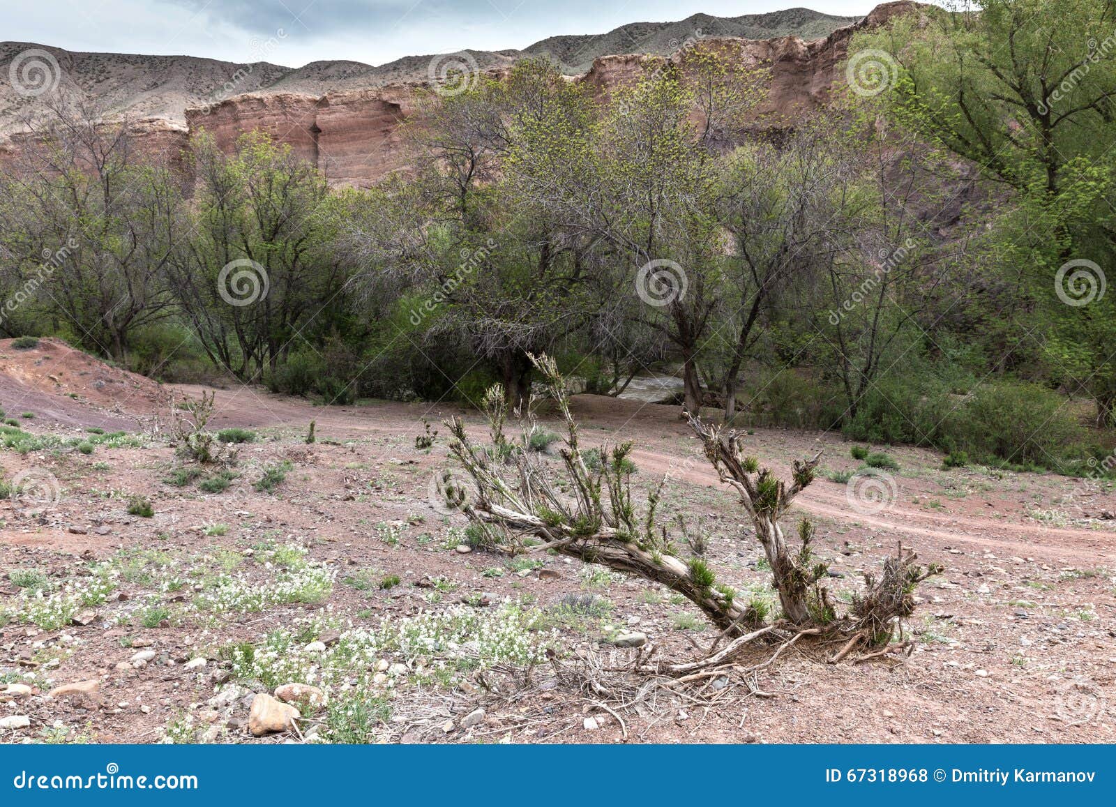 Haloxylon stock photo. Image of charyn, flow, scenery - 67318968