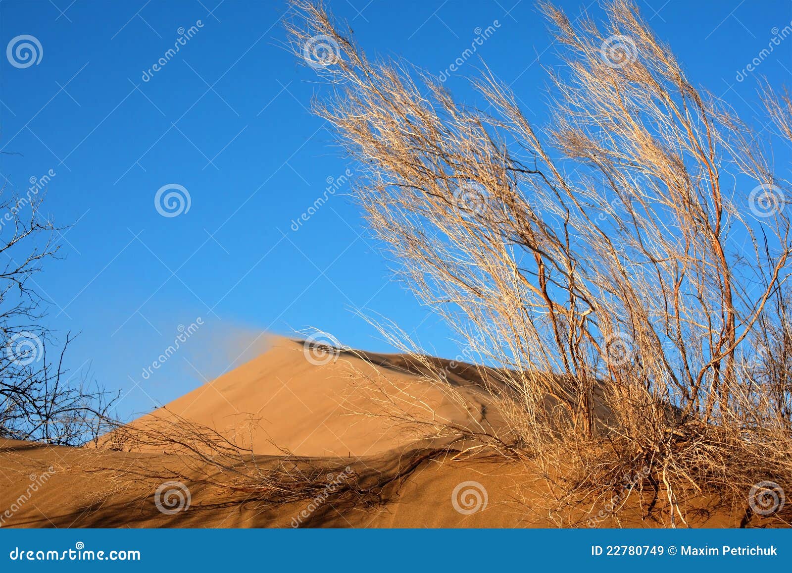 Haloxylon Plants and Sand Dune Stock Image - Image of emel, barren ...