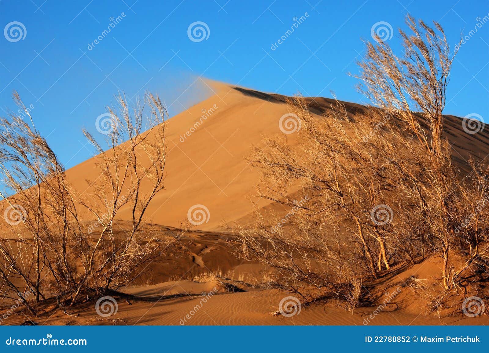 Haloxylon Plants and Sand Dune Stock Photo - Image of desert, extreme ...